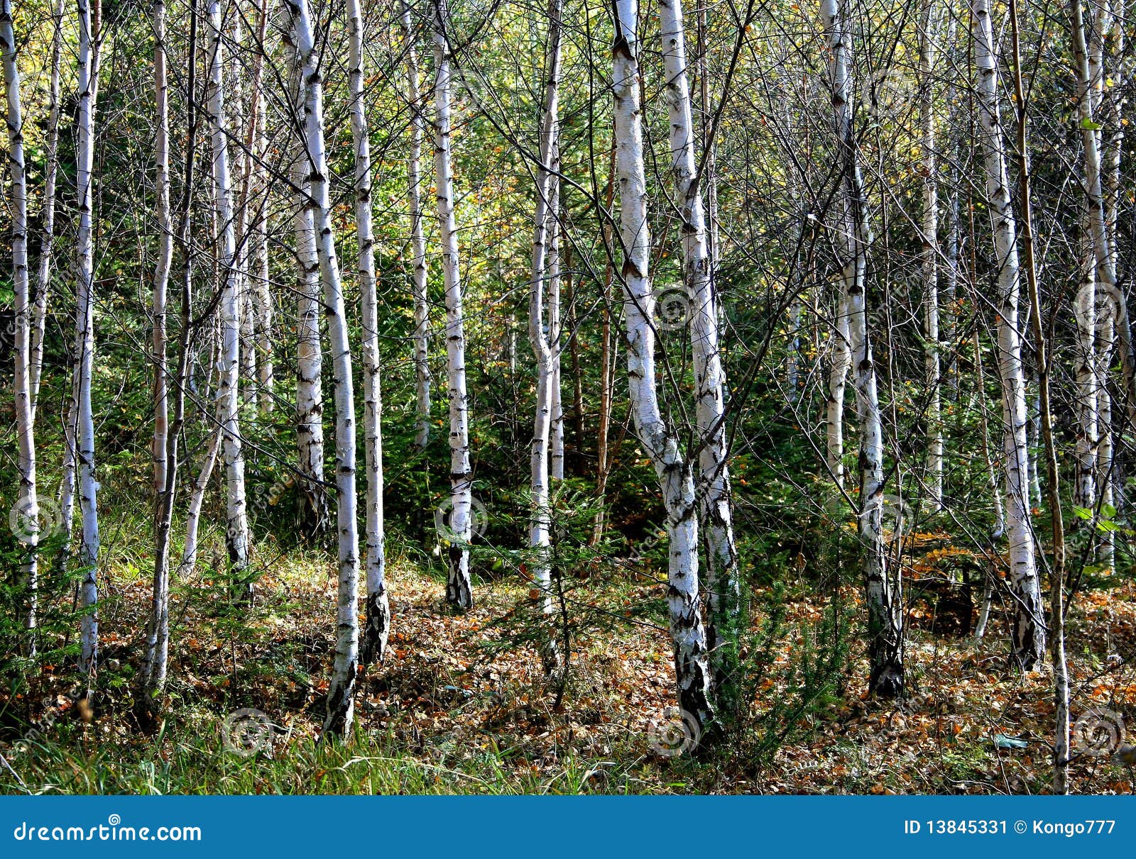 Abedul-árboles imagen de archivo. Imagen de maderas, wallpaper - 13845331