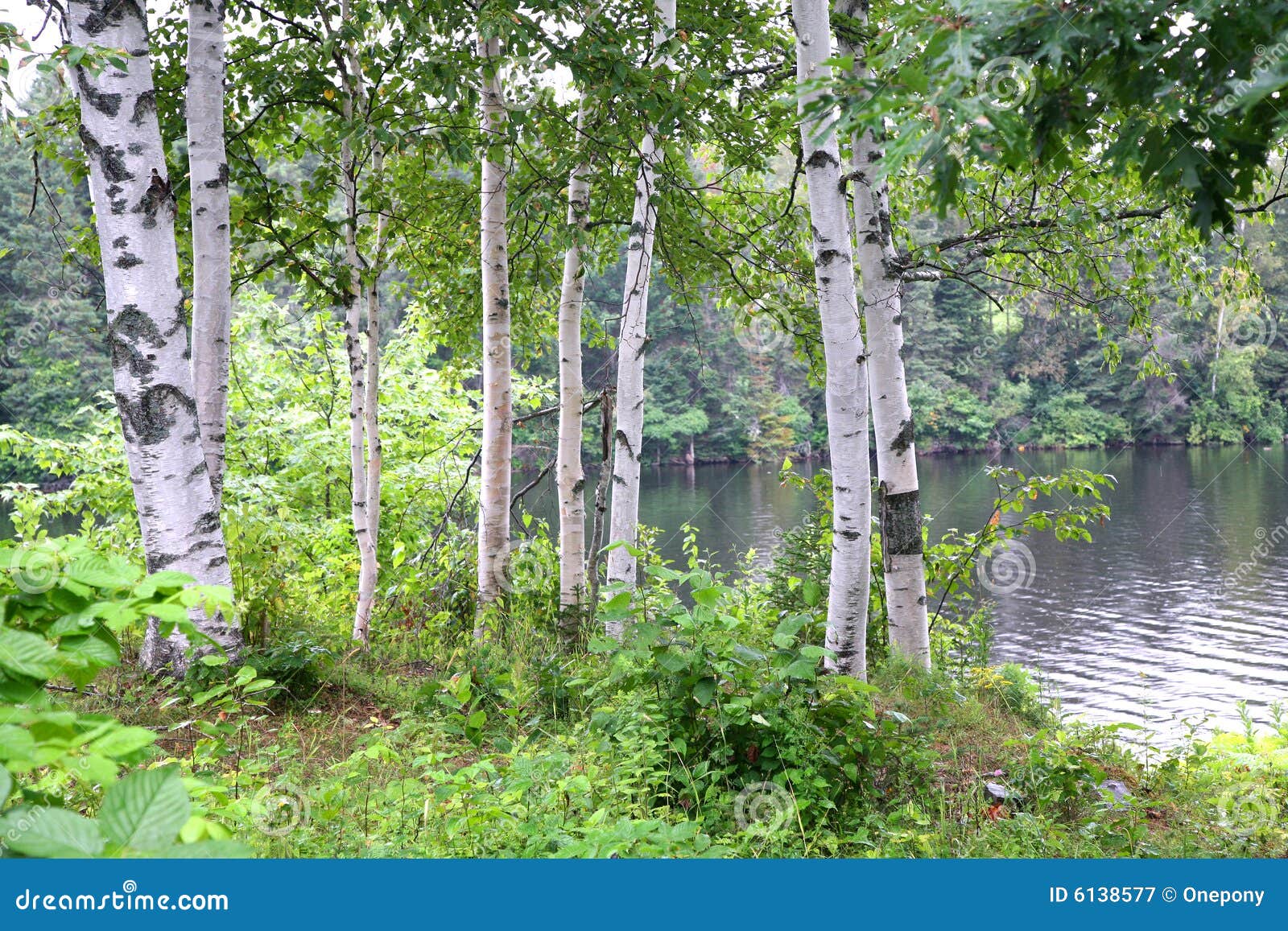 Abedul de Riverview imagen de archivo. Imagen de paisajes - 6138577