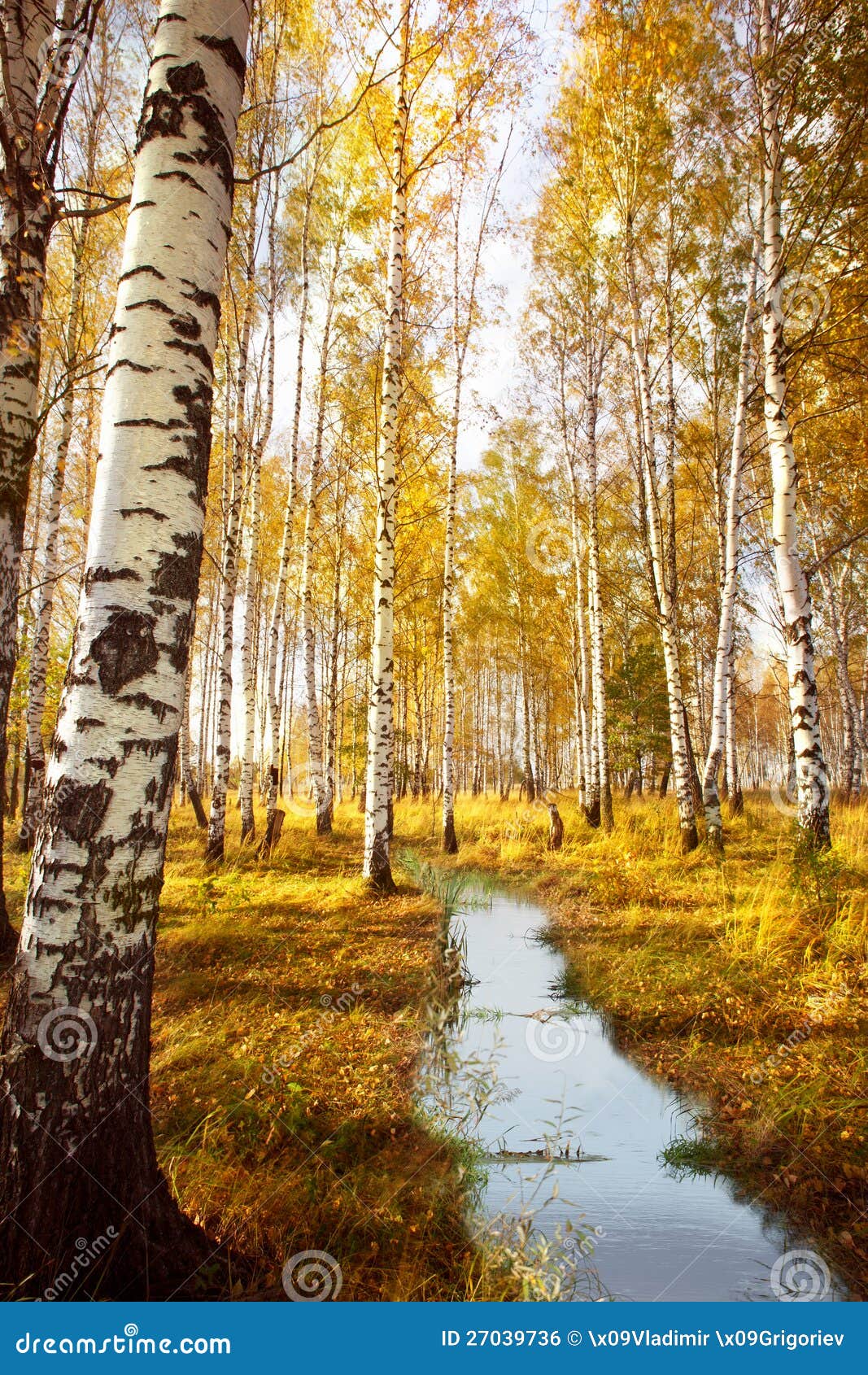 Abedul Del Bosque Cerca De Un Río Foto de archivo - Imagen de ...