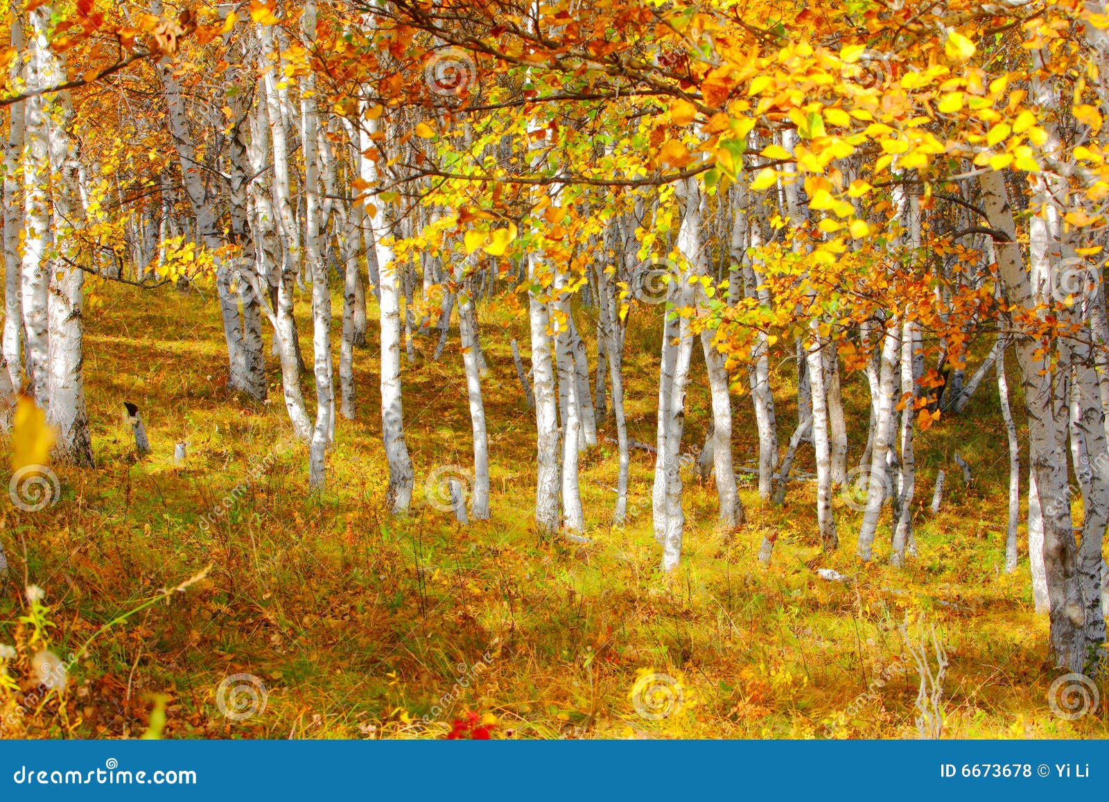 Abedul en el otoño foto de archivo. Imagen de abedul, cubo - 6673678