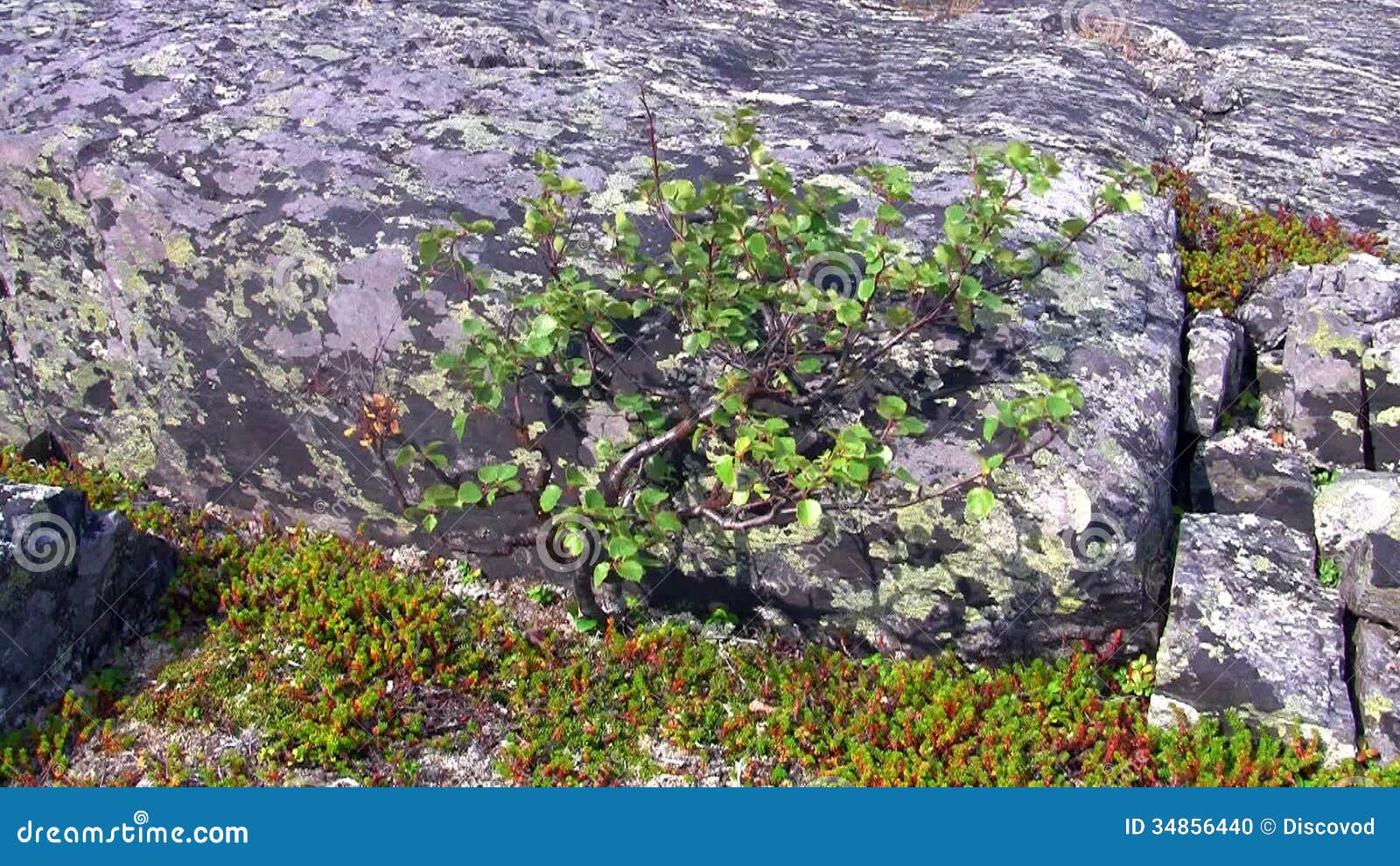 Abedul enano en la roca almacen de video. Vídeo de agua - 34856440