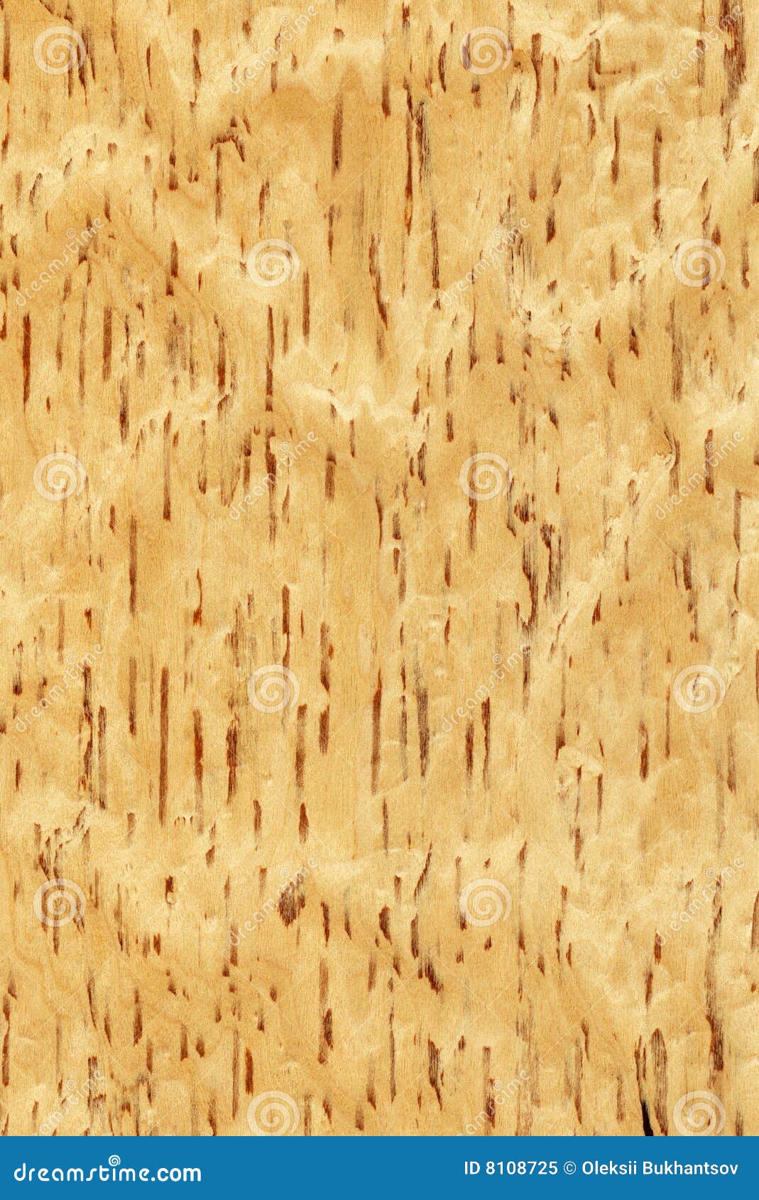 Abedul (textura de madera) imagen de archivo. Imagen de superficie ...