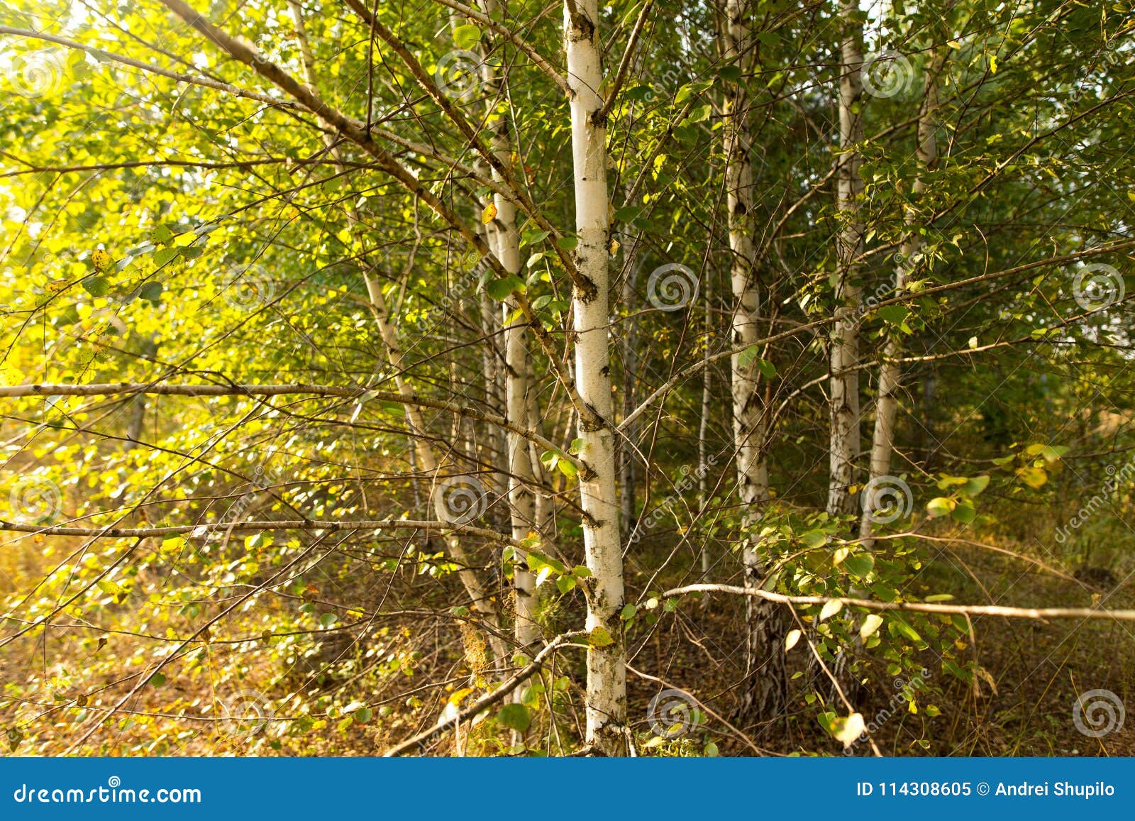 Abedules En El Aire Abierto En El Bosque Imagen de archivo - Imagen de ...