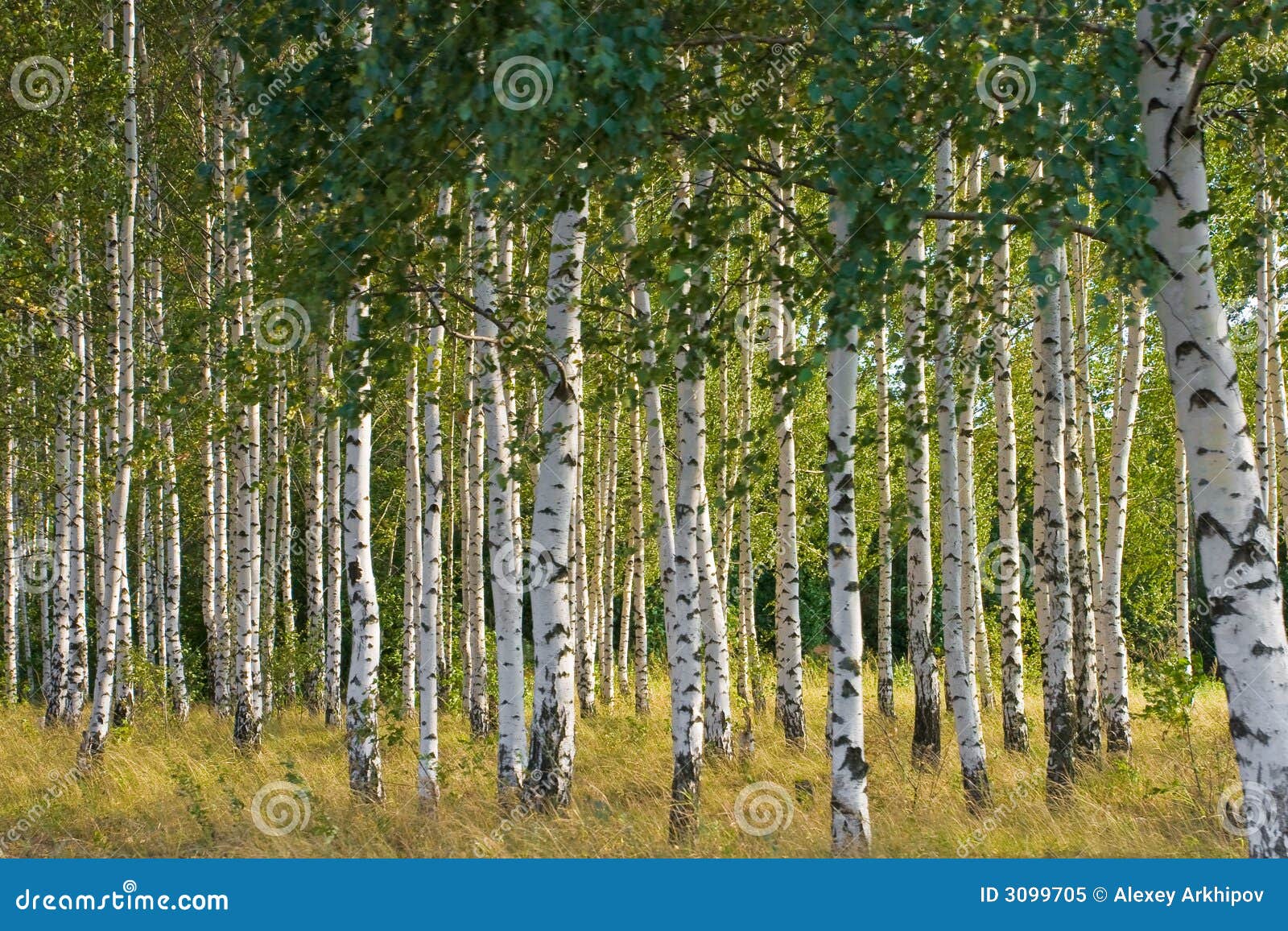 Abedules rusos imagen de archivo. Imagen de madera, paisaje - 3099705