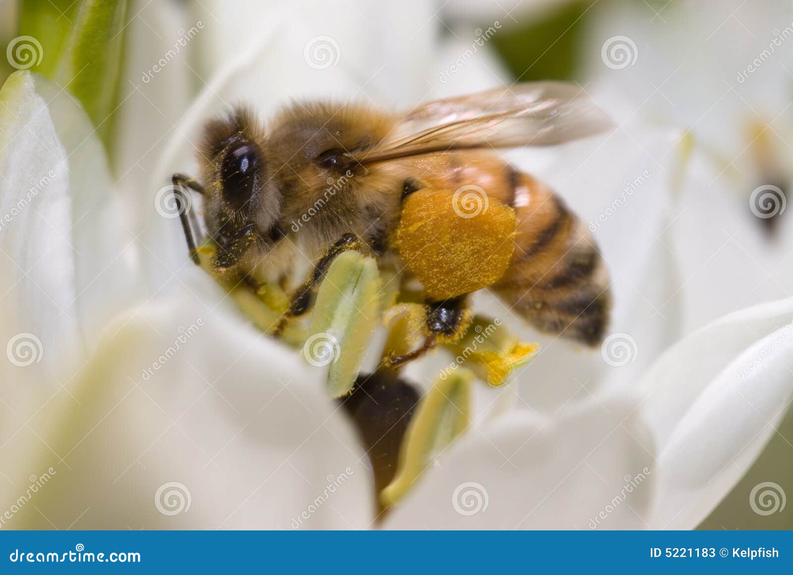 Abeille de miel image stock. Image du miel, insecte, fleur - 5221183