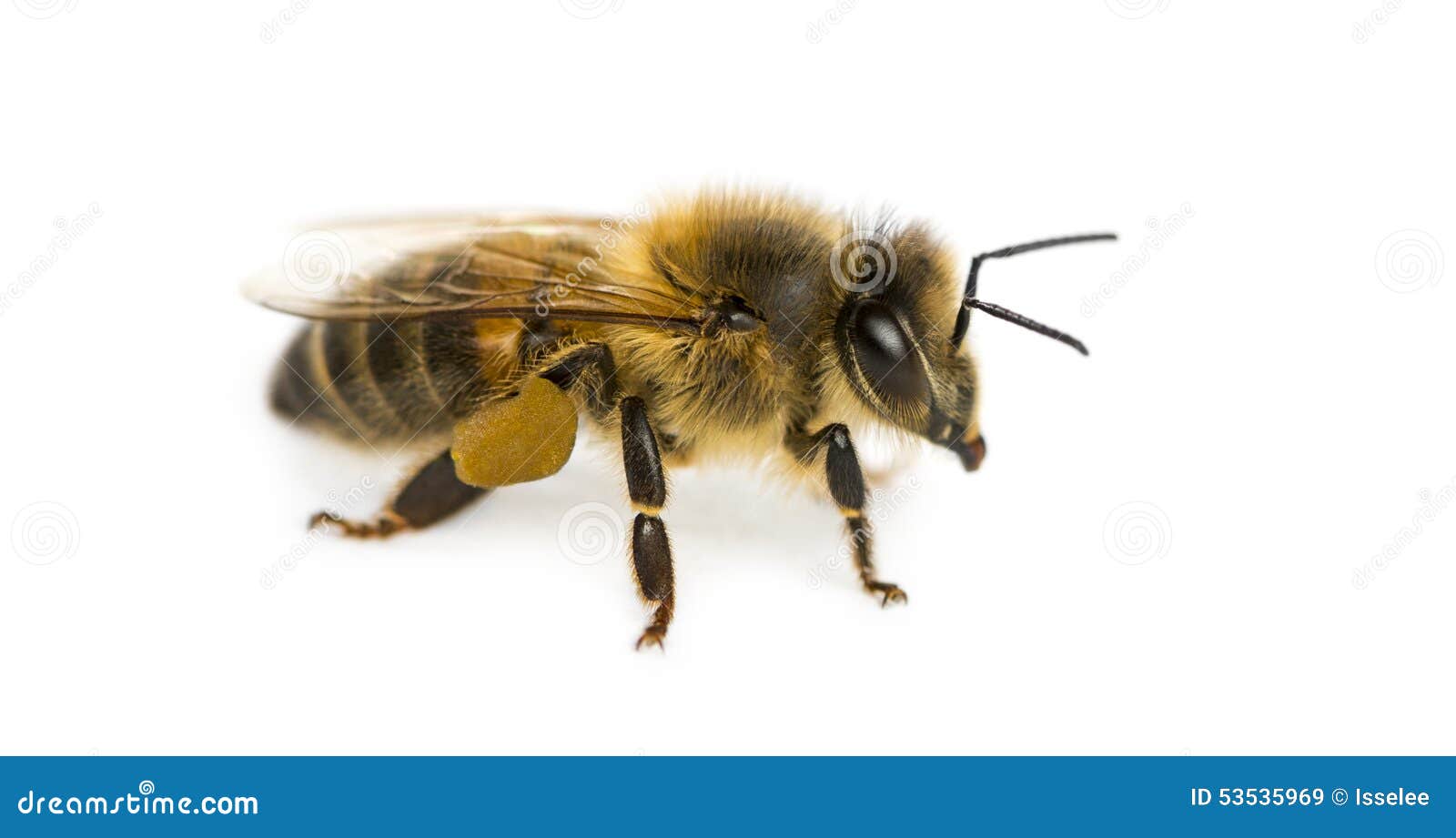 Abeille De Miel Devant Un Fond Blanc Image stock - Image du ...