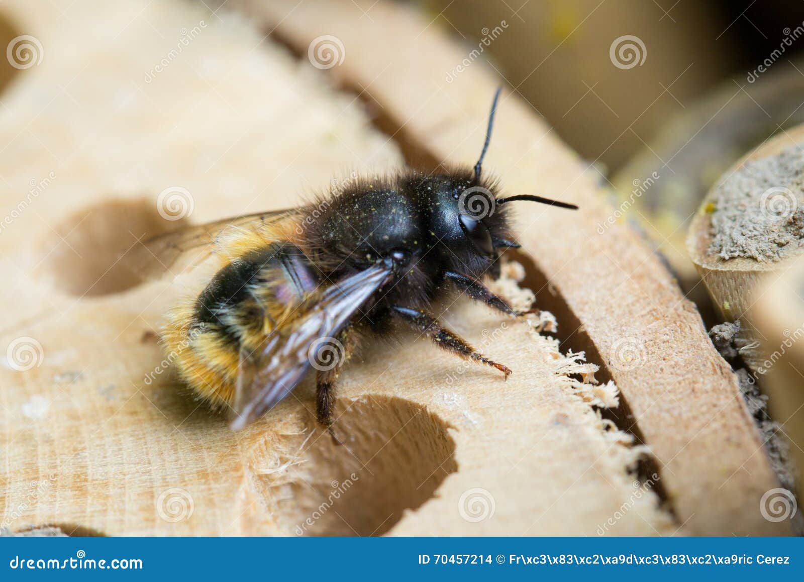 Abeille solitaire photo stock. Image of nature, solitaire - 70457214