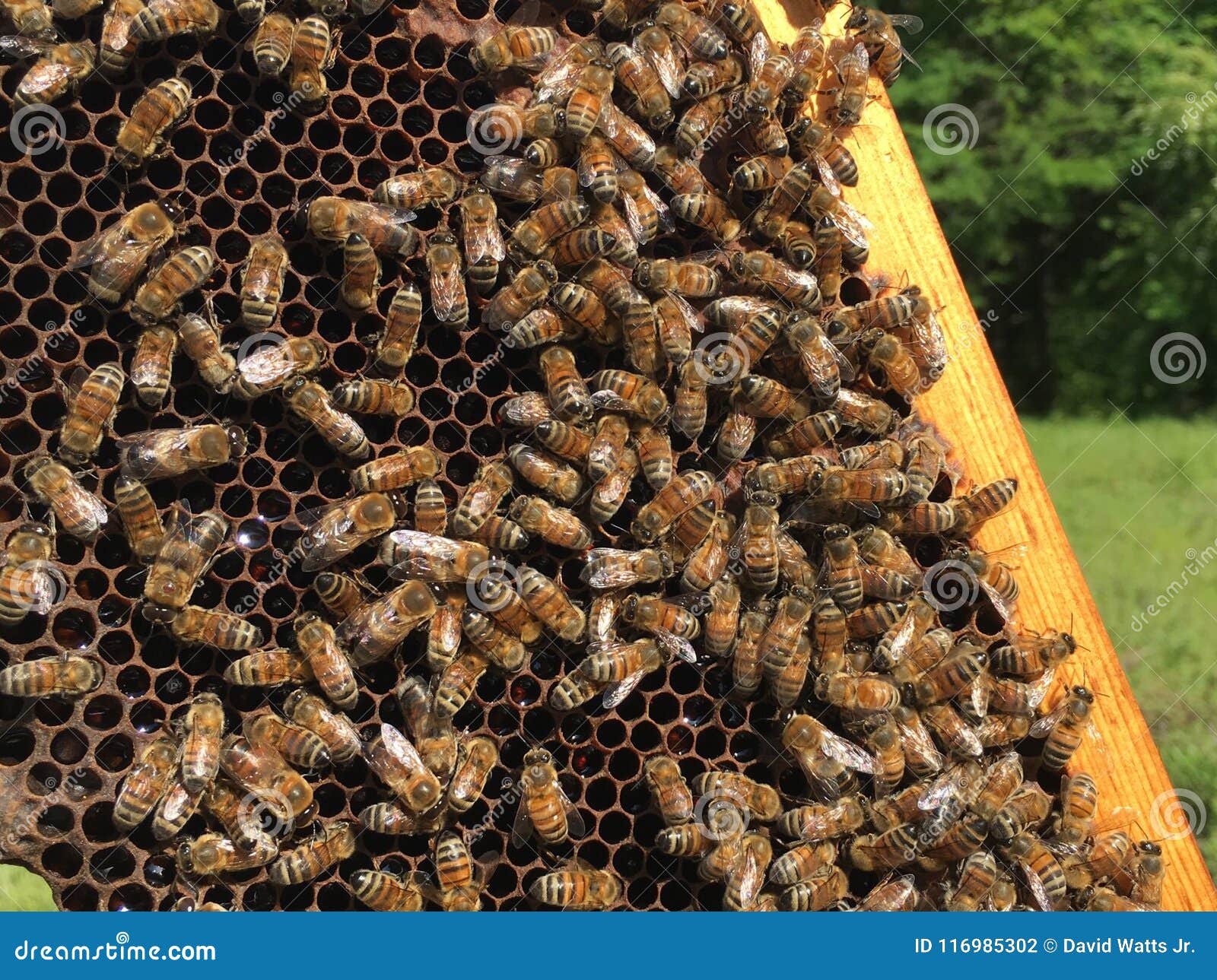 Abeilles De Miel Dur Au Travail Photo stock - Image du trame, beeswax ...