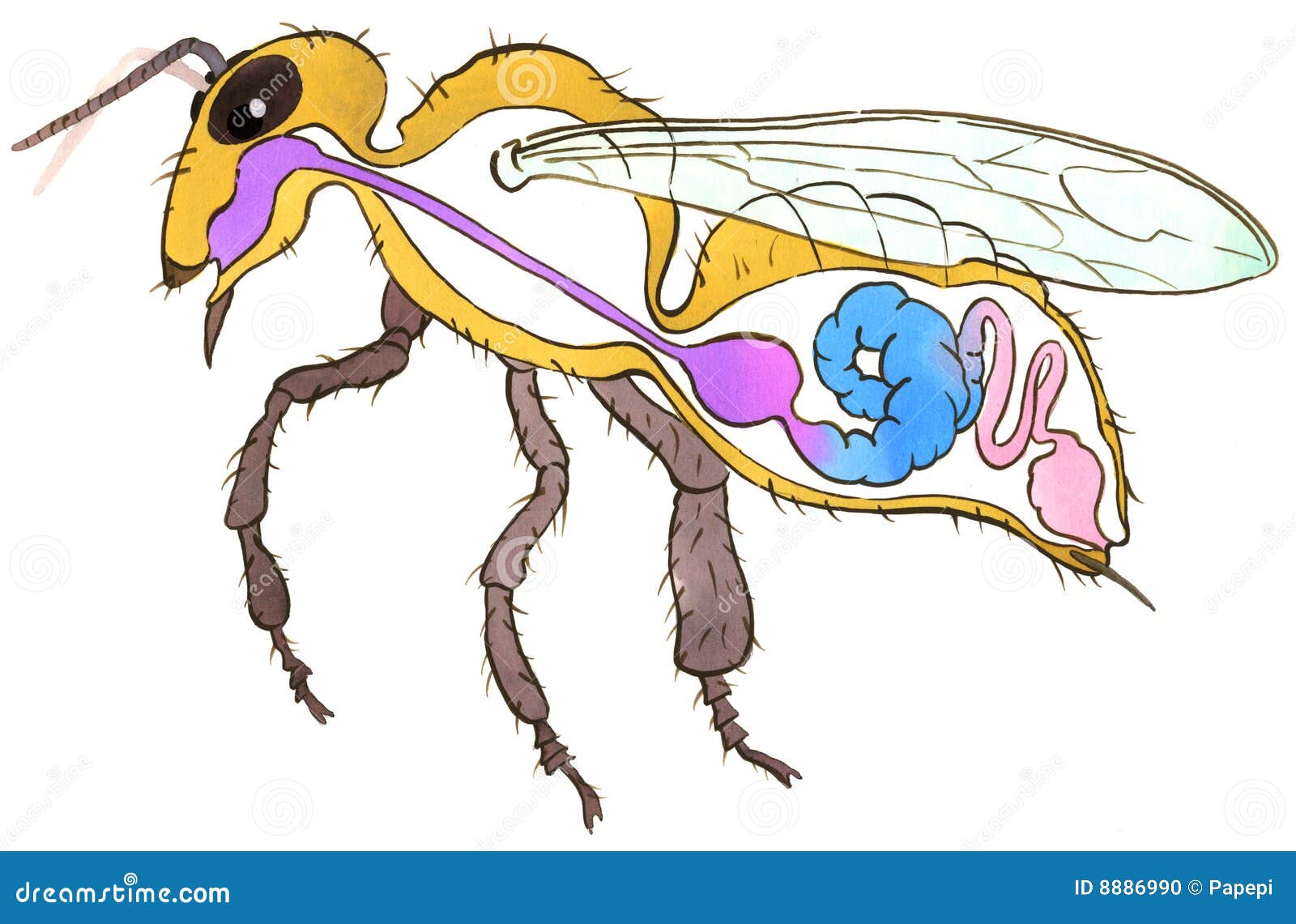 Abeja Foto de archivo - Imagen: 8886990