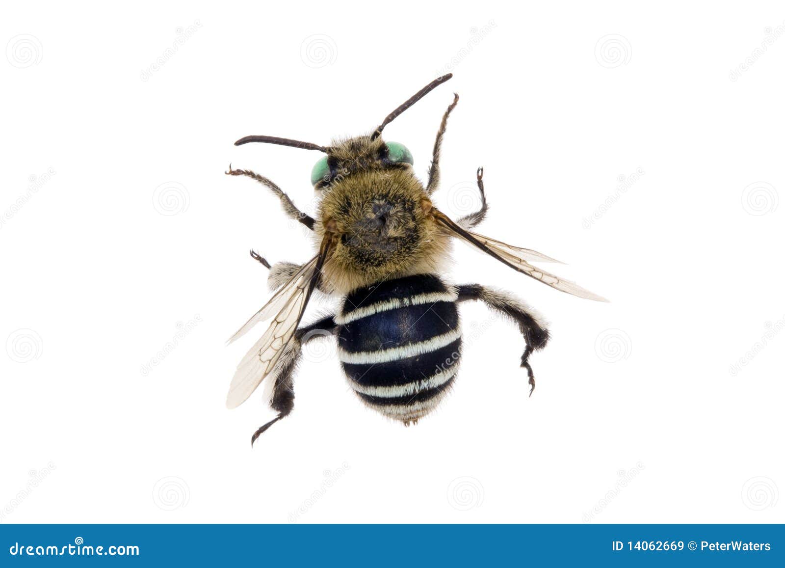Abeja Azul-congregada imagen de archivo. Imagen de fondos - 14062669