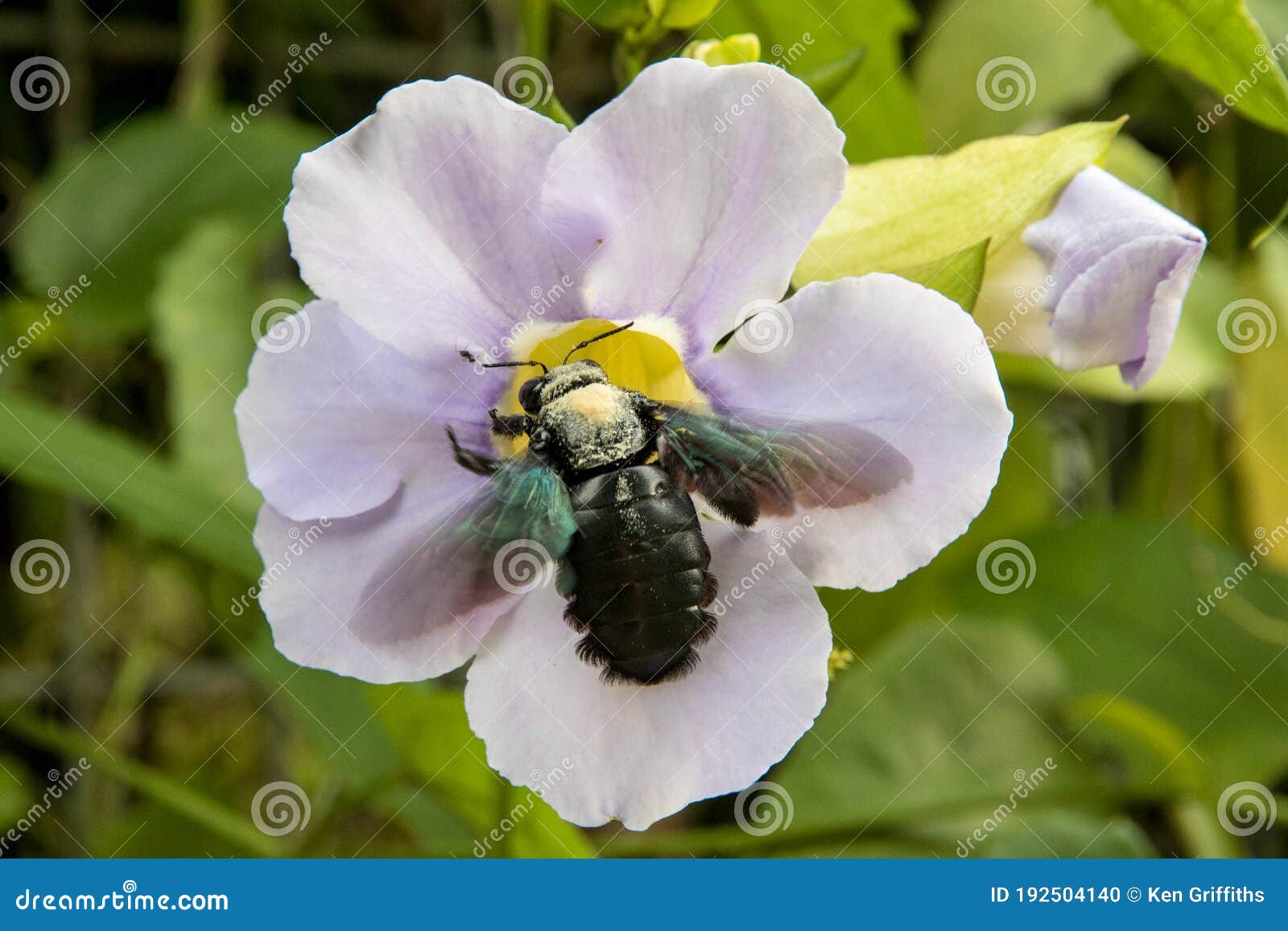 Abeja carpintero foto de archivo. Imagen de fauna, abeja - 192504140