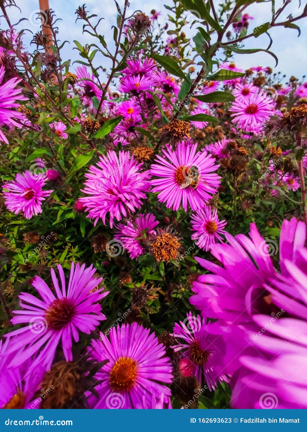 Abeja con flores moradas imagen de archivo. Imagen de abeja - 162693623