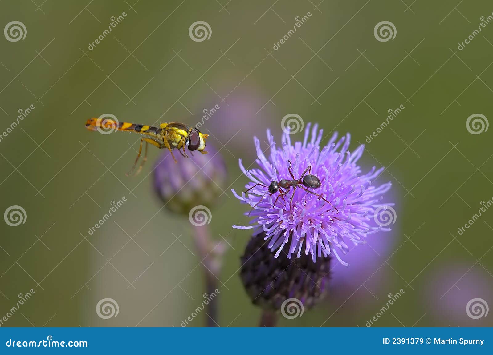 Abeja con la hormiga imagen de archivo. Imagen de fauna - 2391379
