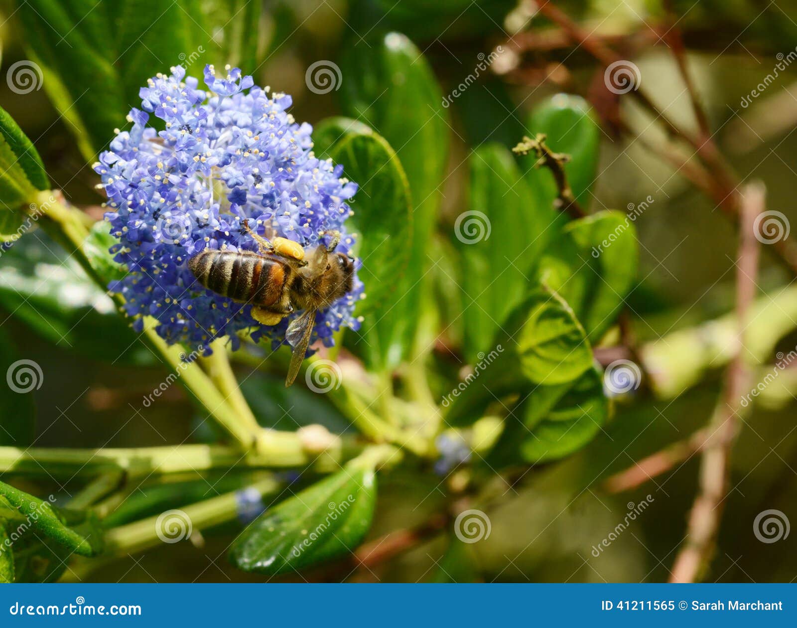 Abeja De La Miel Que Explora Una Flor Azul Del Ceanothus Imagen de ...