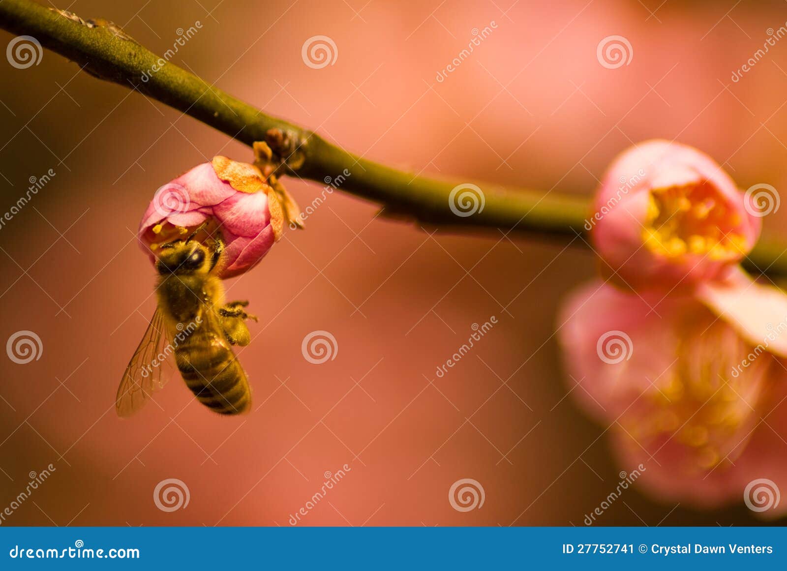 Abeja en color de rosa imagen de archivo. Imagen de miembro - 27752741