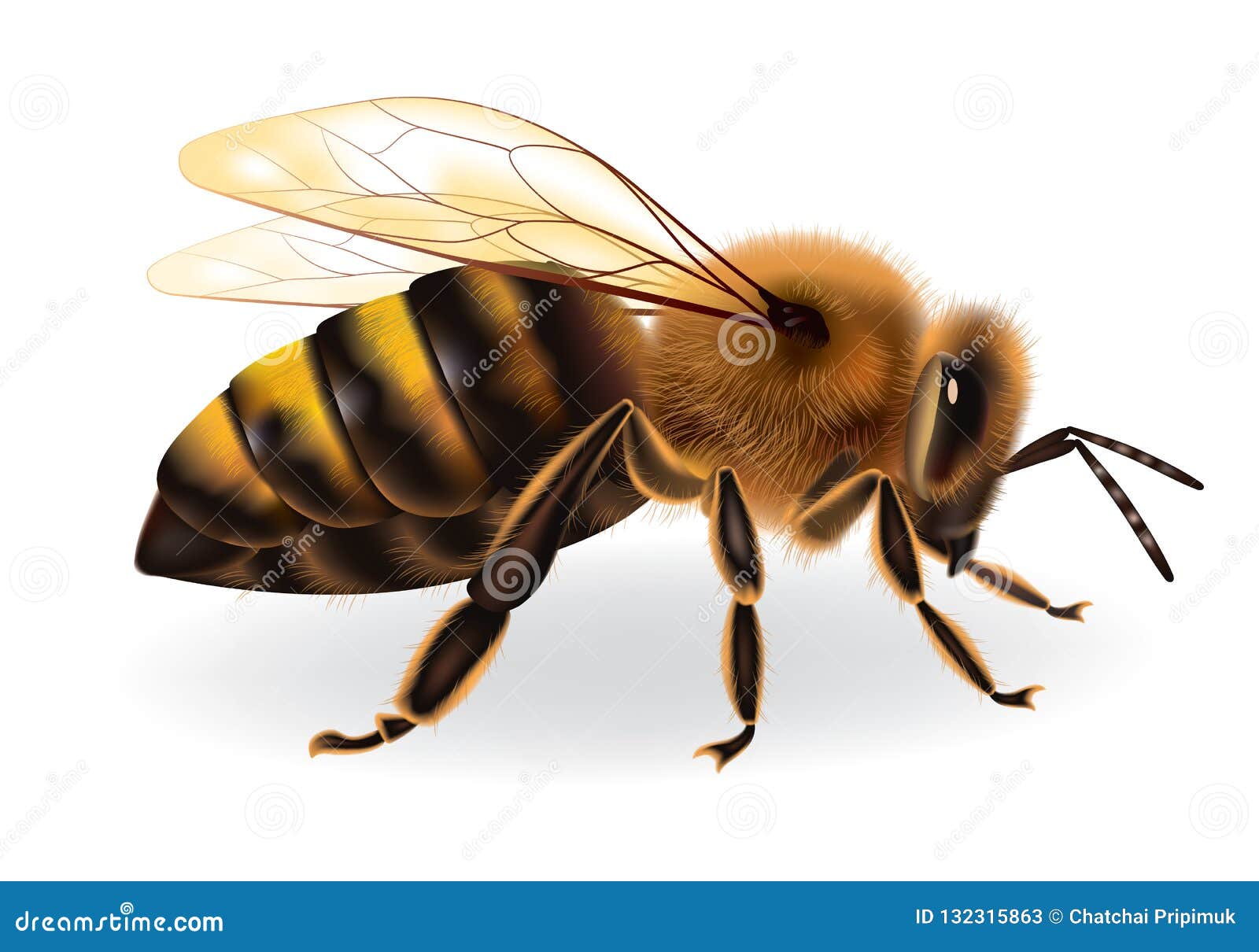Abeja En El Fondo Blanco, Vector Ilustración del Vector - Ilustración ...