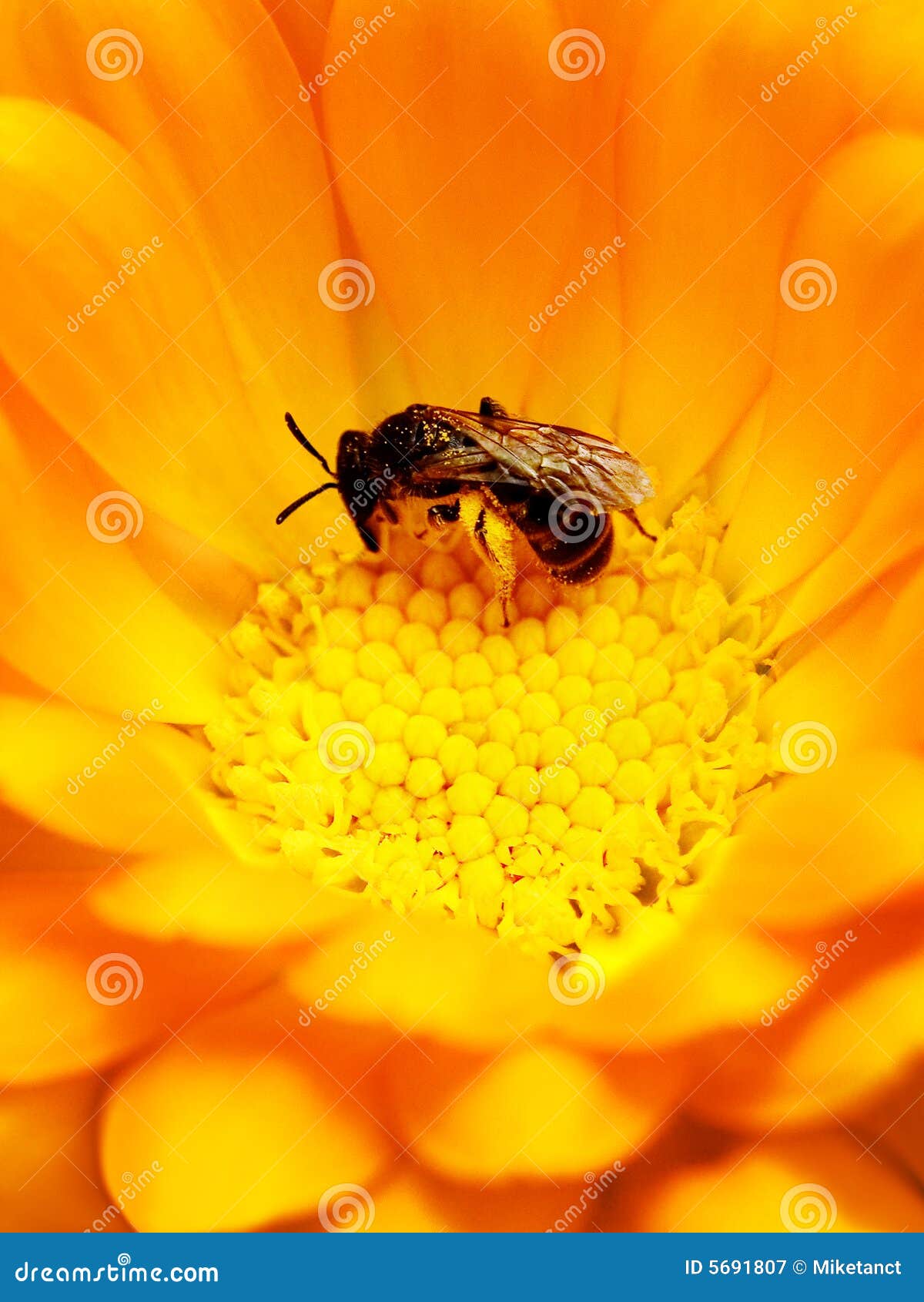 Abeja en flor imagen de archivo. Imagen de anaranjado - 5691807