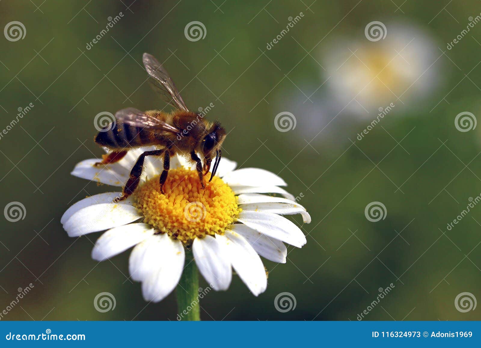 Abeja en la flor imagen de archivo. Imagen de domesticado - 116324973