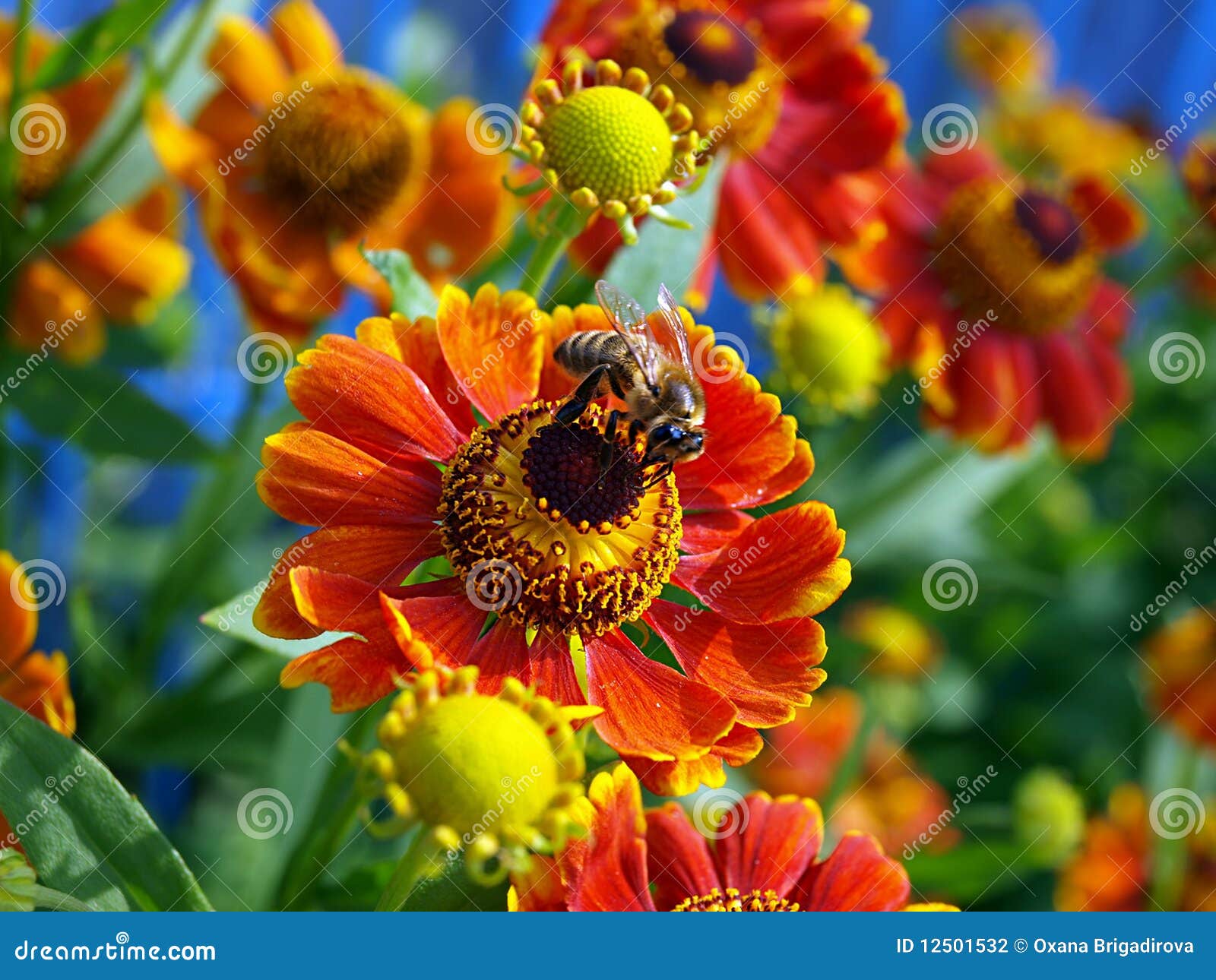 Abeja en la flor foto de archivo. Imagen de animal, belleza - 12501532