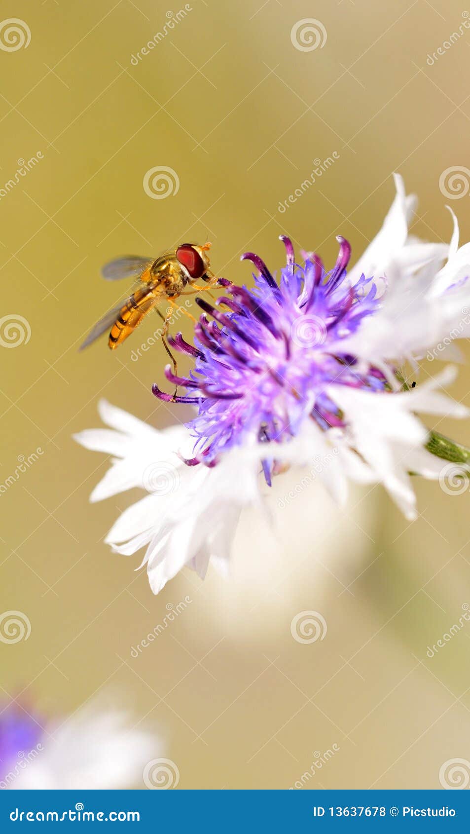 Abeja en la flor foto de archivo. Imagen de insecto, primer - 13637678