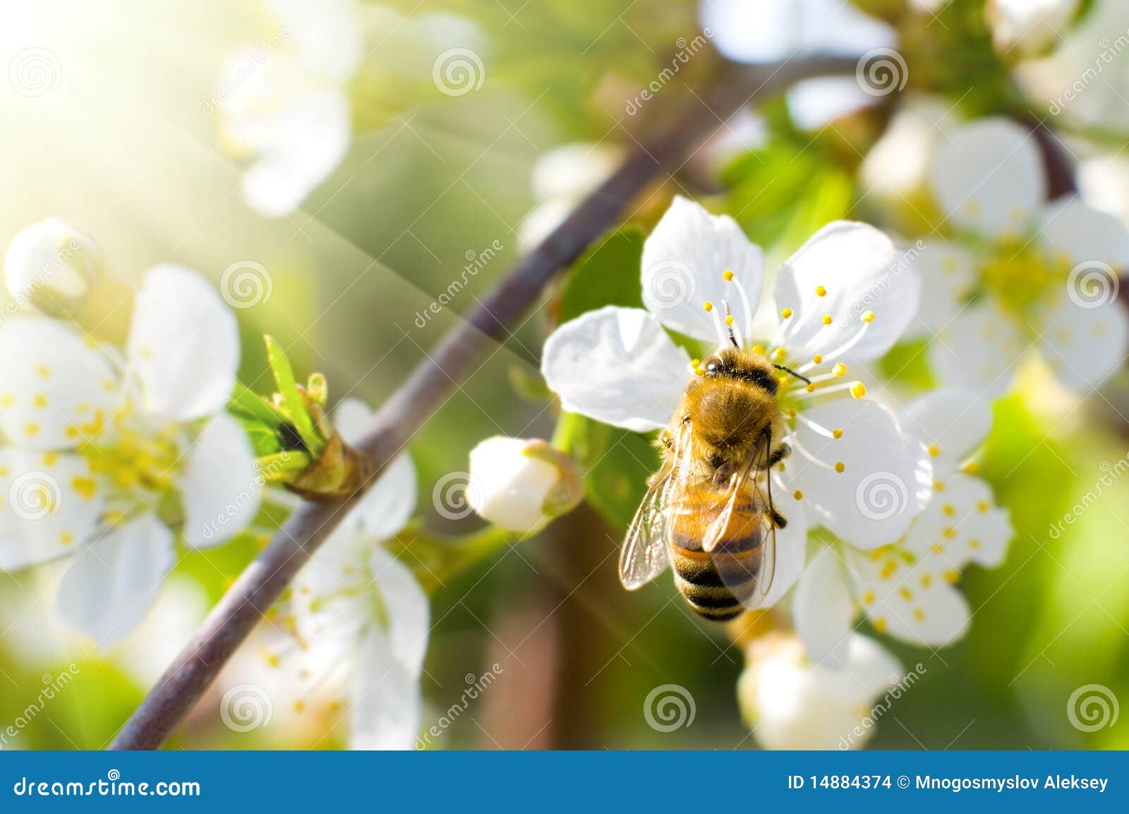 Abeja en la flor foto de archivo. Imagen de ramita, hermoso - 14884374