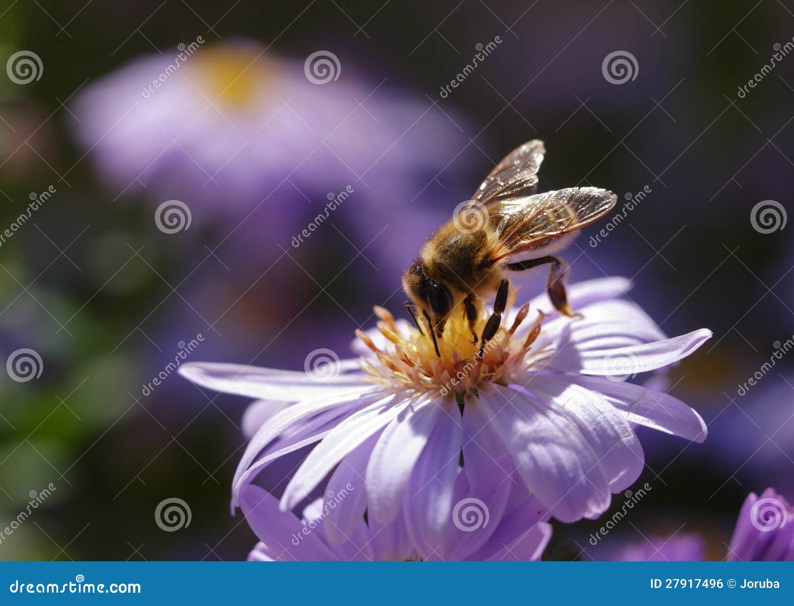 Abeja en la flor foto de archivo. Imagen de macro, exuberante - 27917496