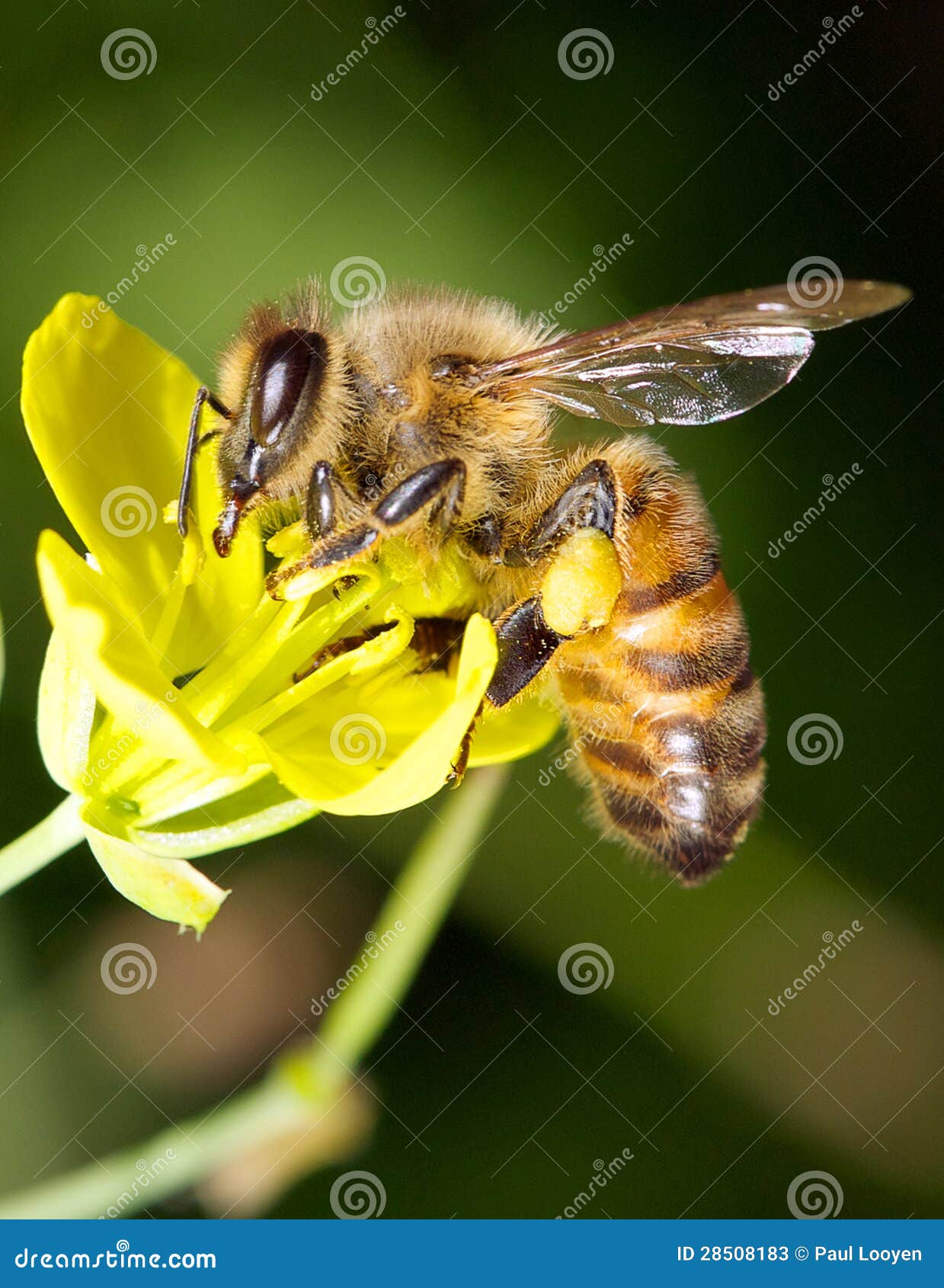 Abeja en la flor imagen de archivo. Imagen de exterior - 28508183