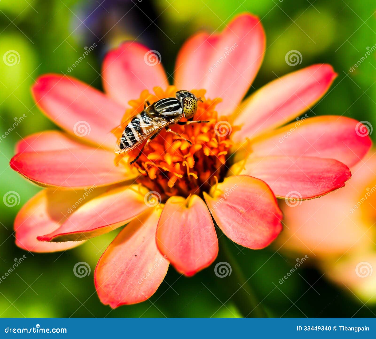 Abeja en la flor. foto de archivo. Imagen de primer, miel - 33449340