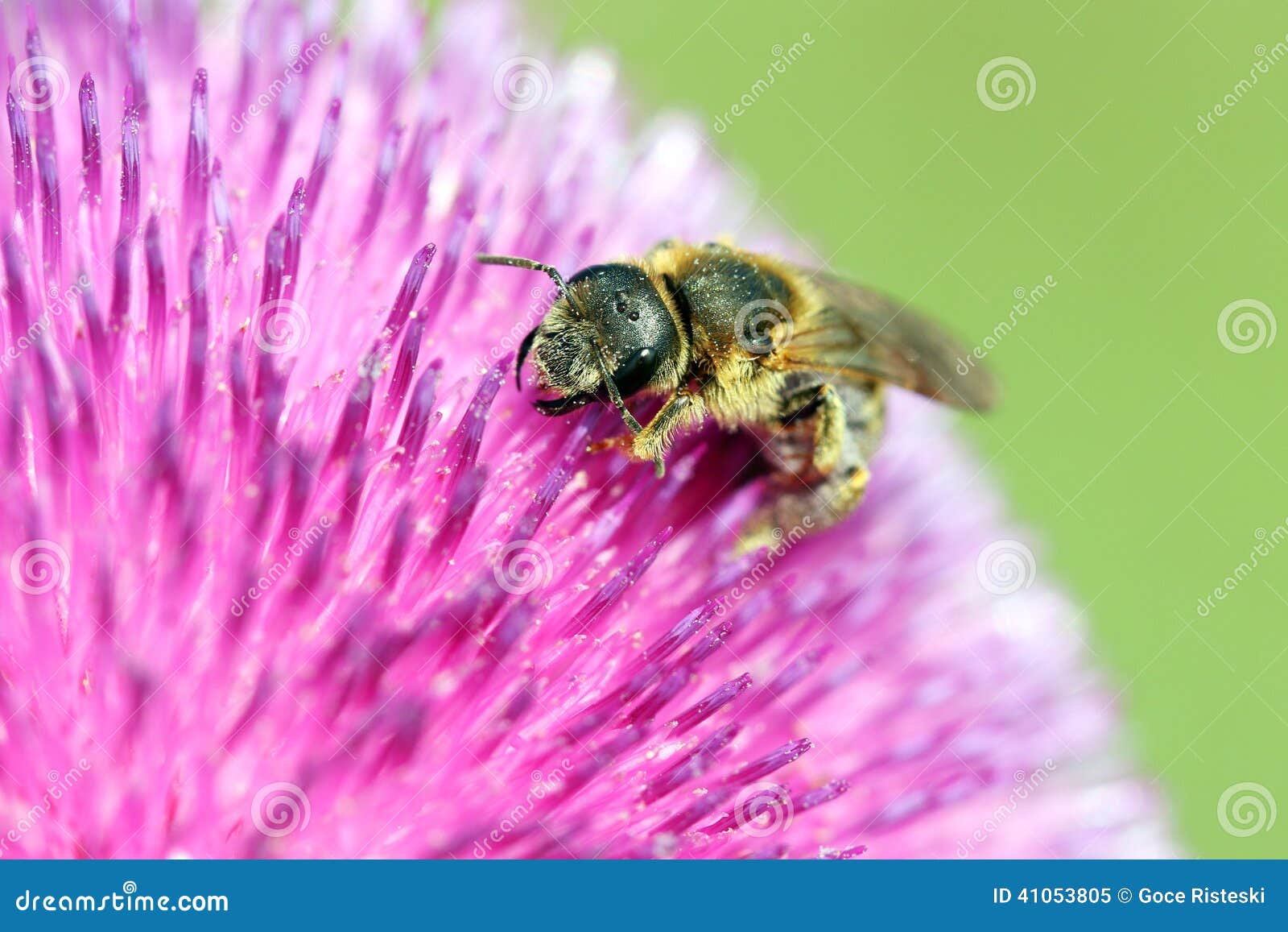 Abeja en la flor imagen de archivo. Imagen de exterior - 41053805