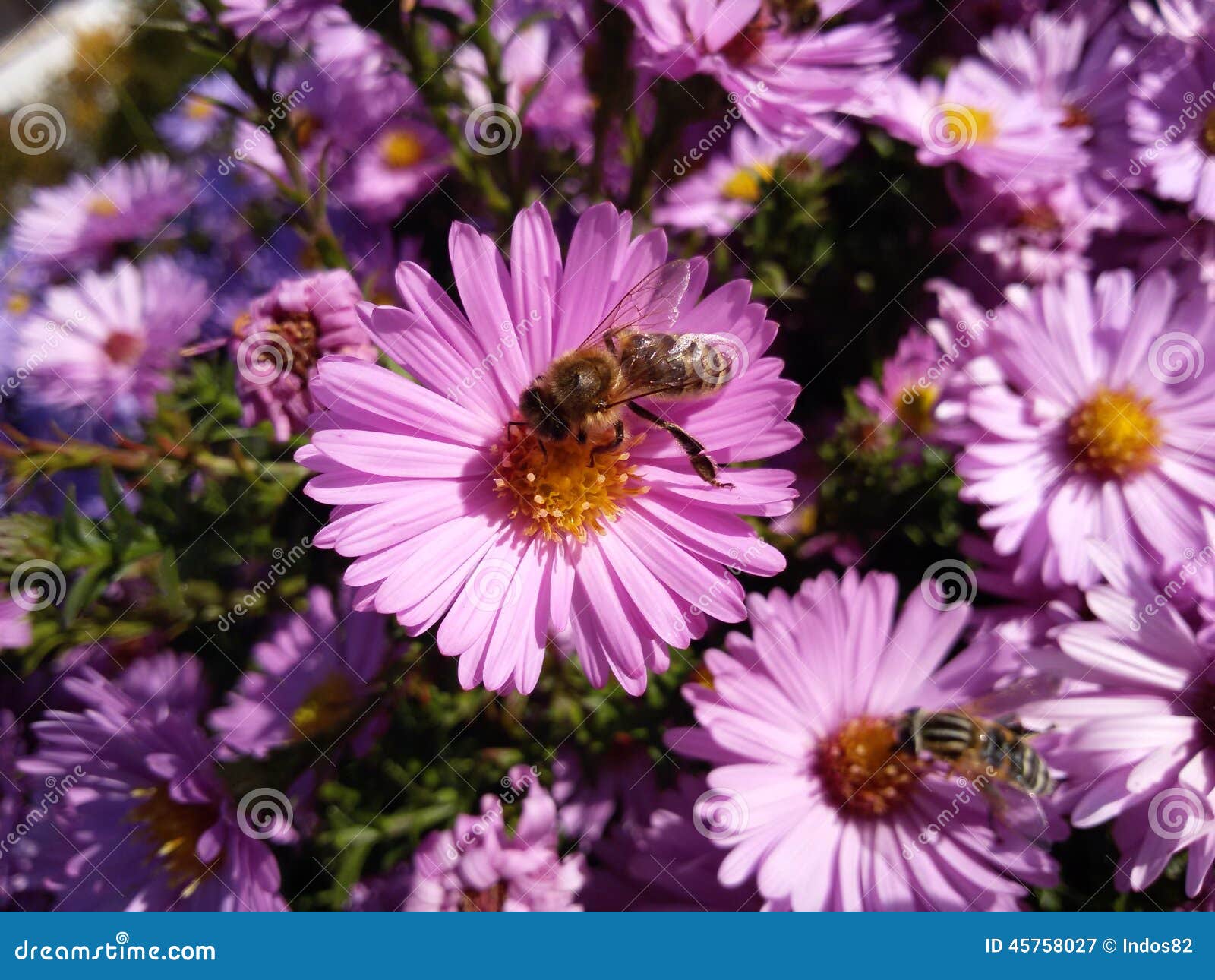 Abeja en la flor imagen de archivo. Imagen de bicho, fauna - 45758027