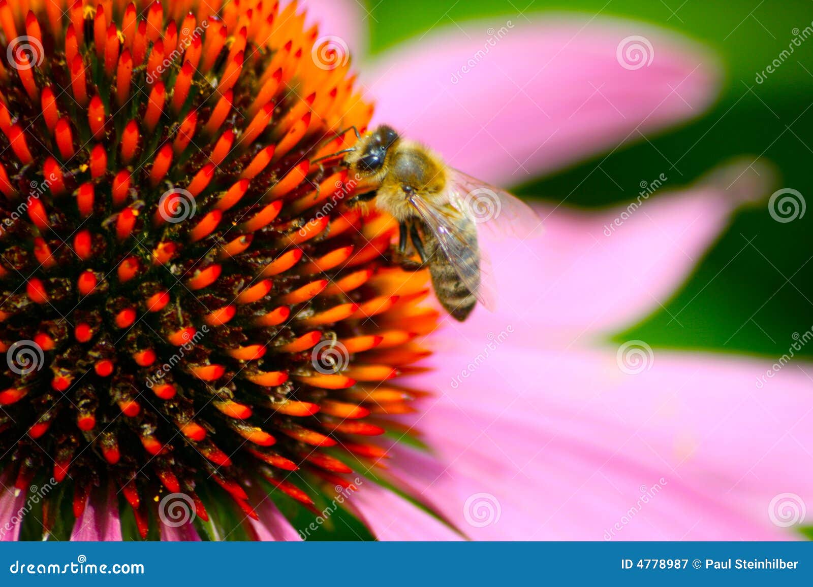 Abeja en la flor imagen de archivo. Imagen de animal, hermoso - 4778987