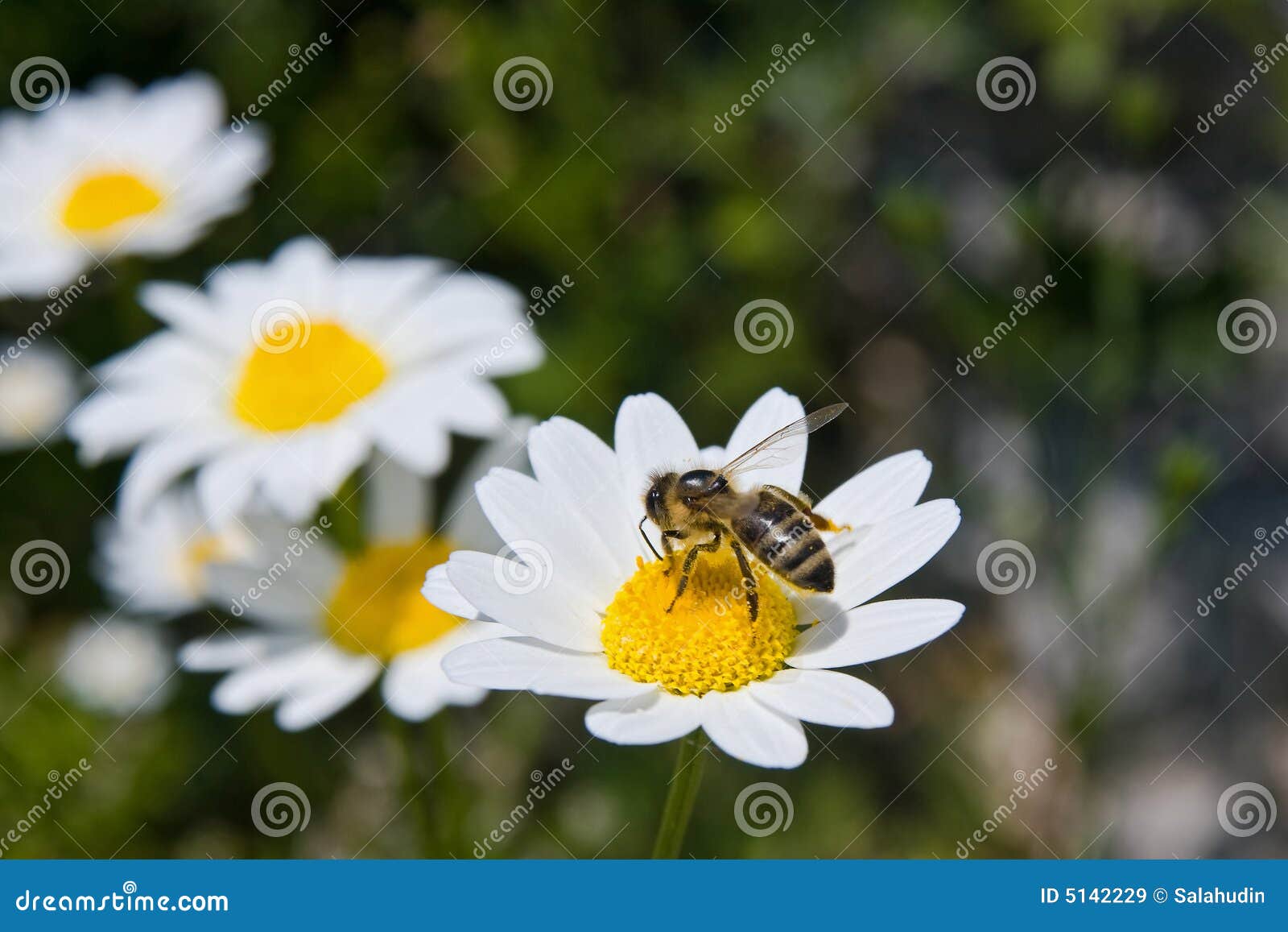Abeja en la flor imagen de archivo. Imagen de camomila - 5142229