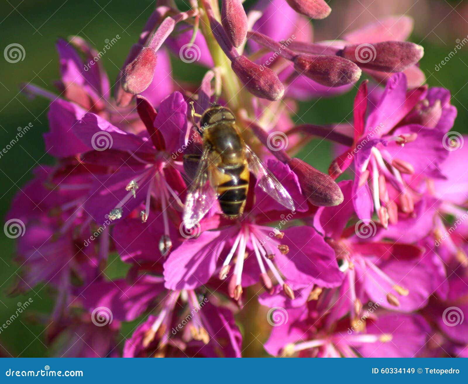 Abeja en la flor imagen de archivo. Imagen de amarillo - 60334149