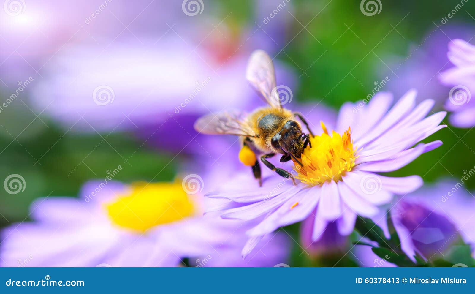 Abeja en la flor imagen de archivo. Imagen de miel, bicho - 60378413