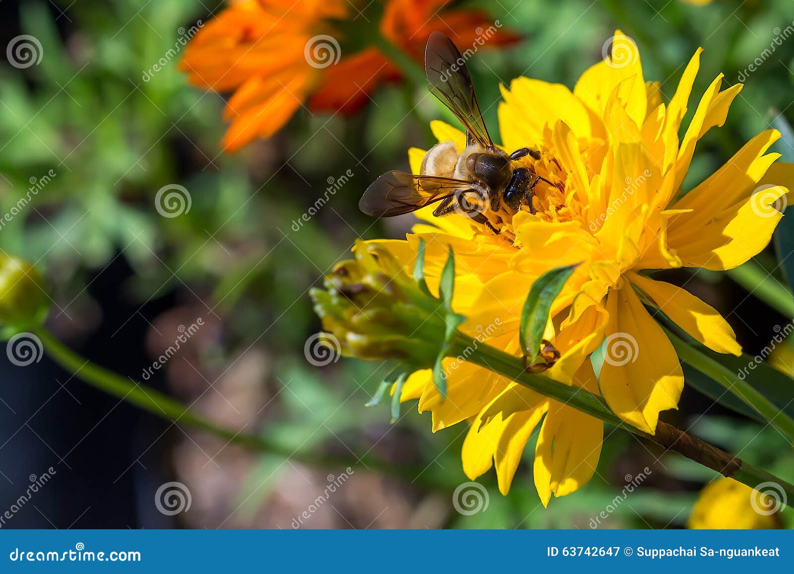 Abeja en la flor imagen de archivo. Imagen de verde, miel - 63742647