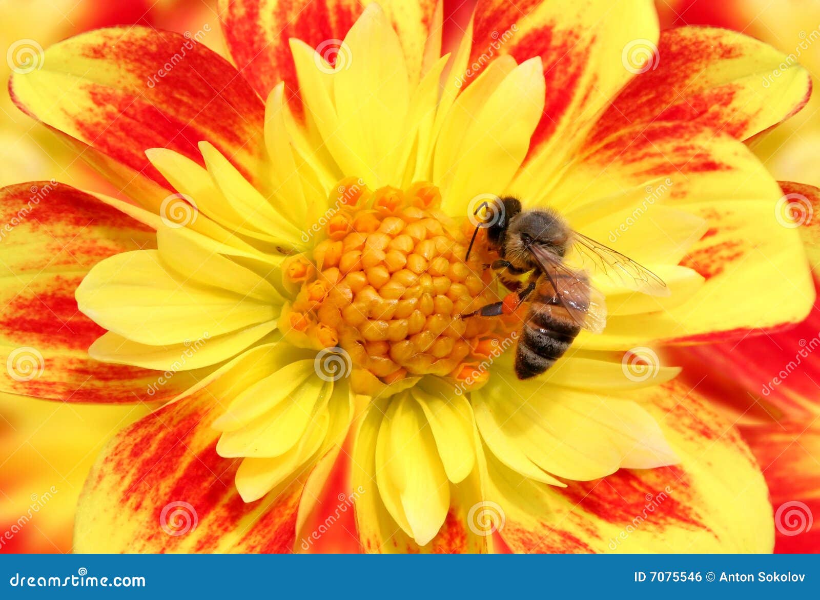 Abeja en la flor foto de archivo. Imagen de rojo, flor - 7075546