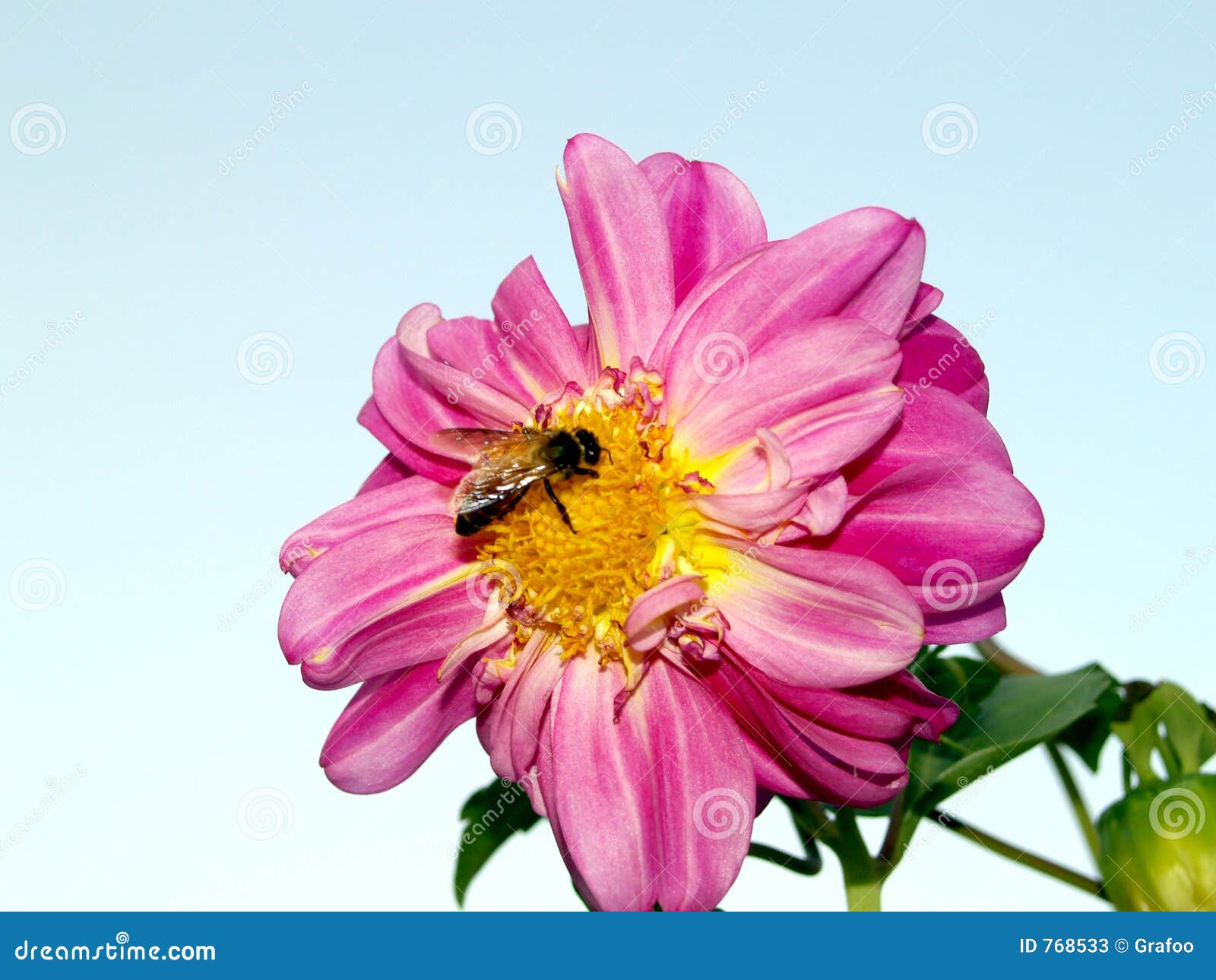 Abeja en la flor imagen de archivo. Imagen de flora, parque - 768533