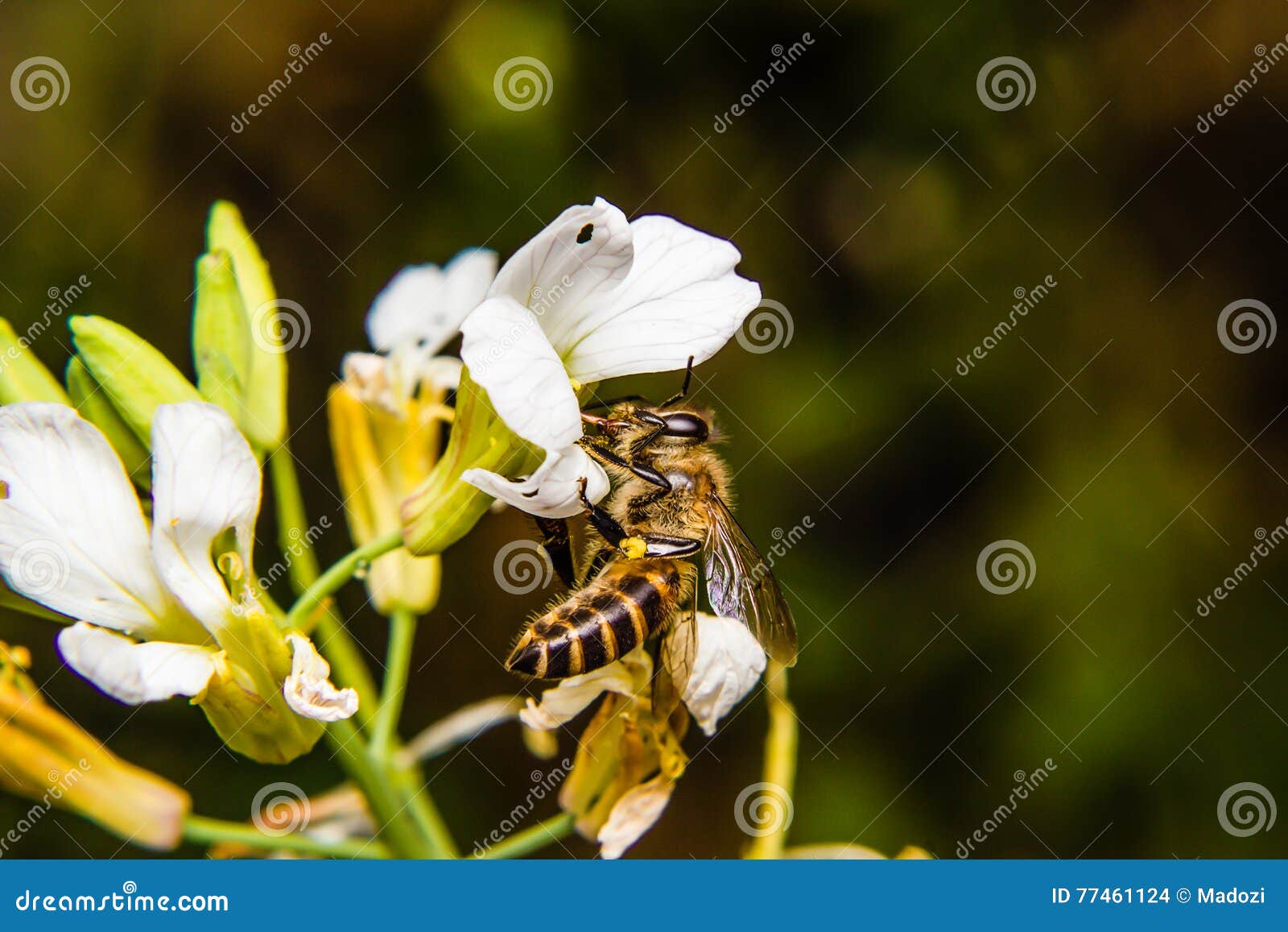 Abeja en la flor foto de archivo. Imagen de abeja, pelos - 77461124