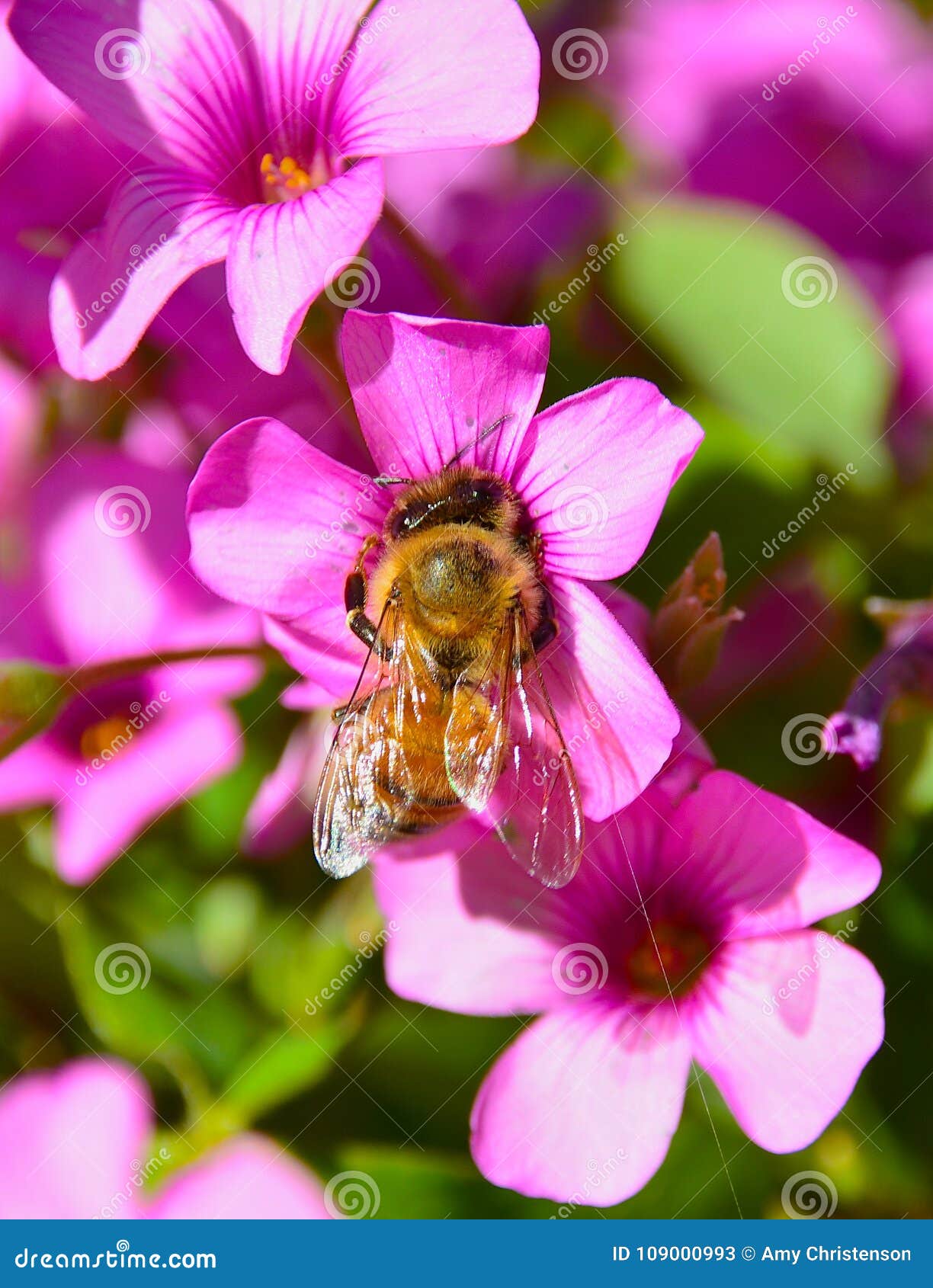 Abeja en la flor rosada imagen de archivo. Imagen de amarillo - 109000993