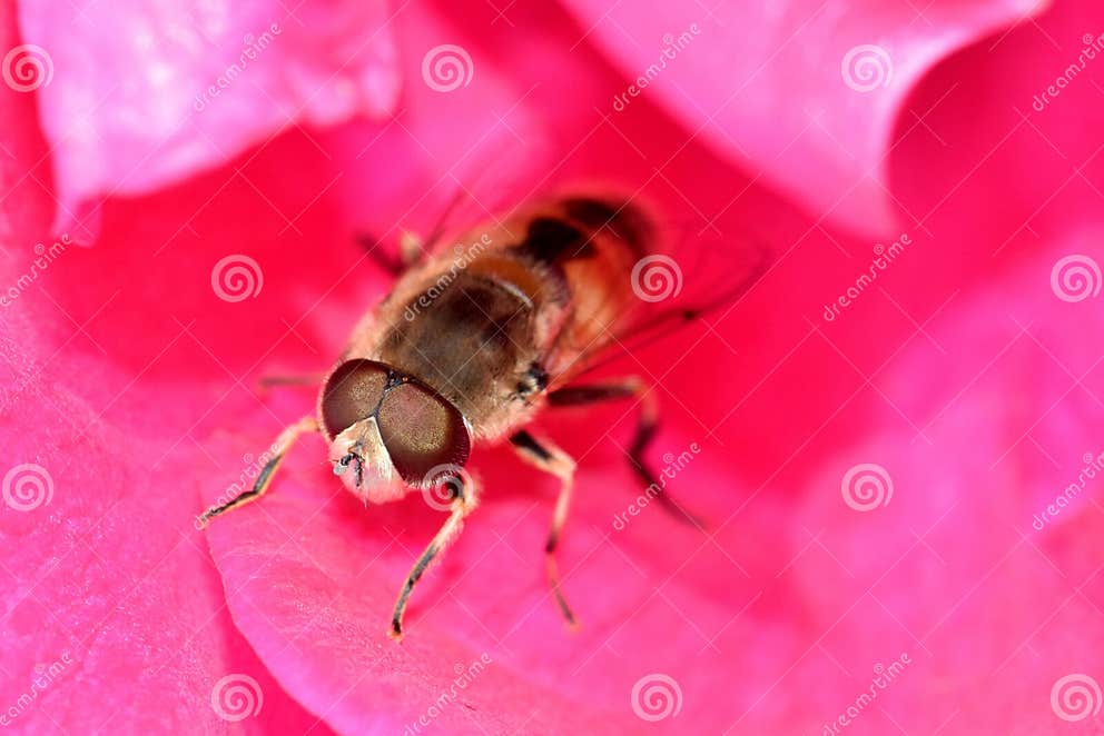 Abeja en rosa imagen de archivo. Imagen de flor, travieso - 94918409