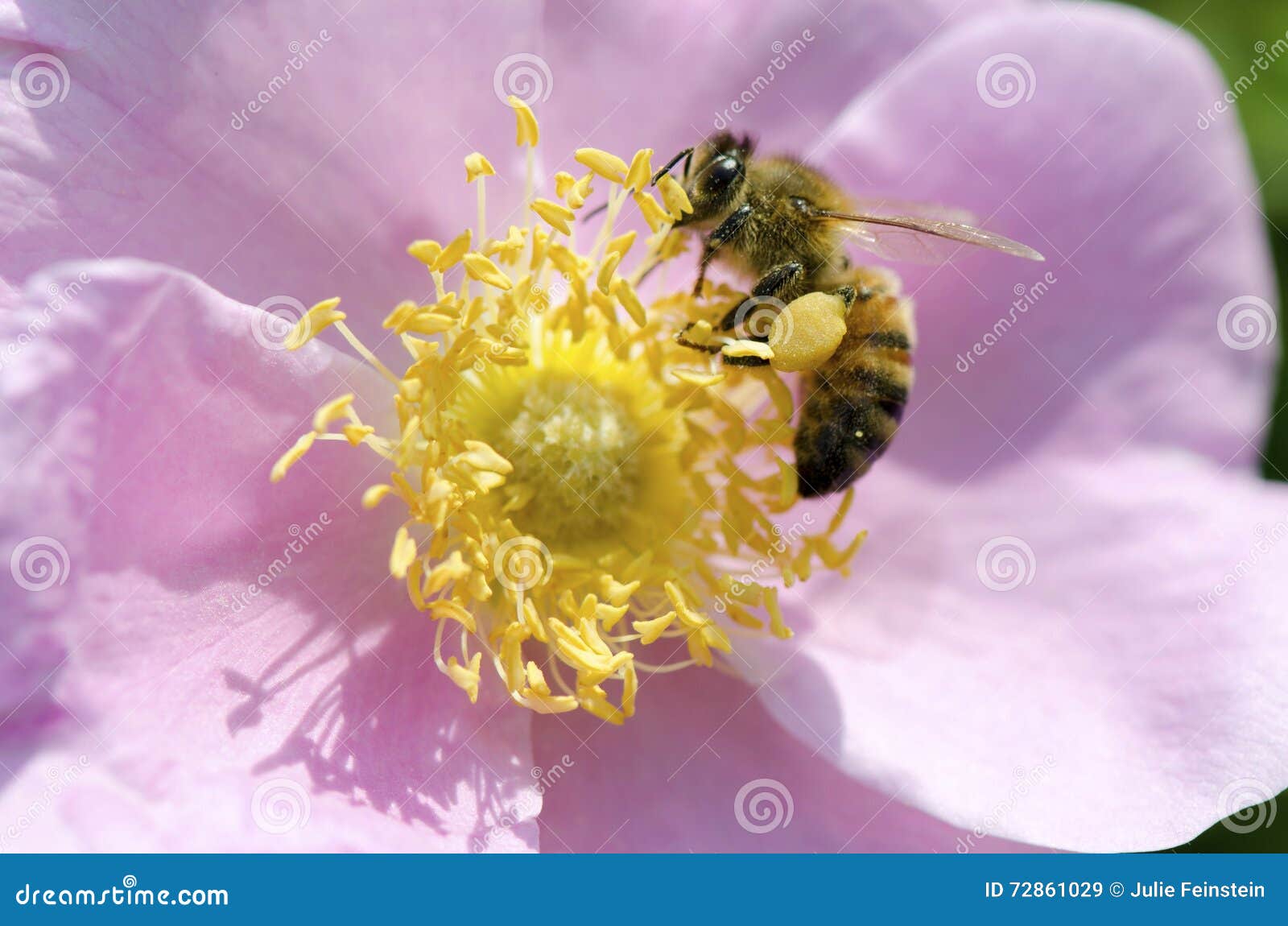 Abeja en Rose imagen de archivo. Imagen de funcionamiento - 72861029