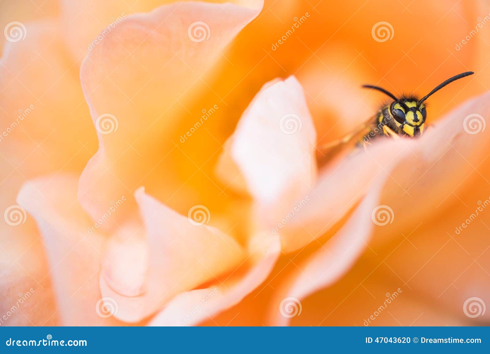 Abeja en Rose amarilla foto de archivo. Imagen de amarillos - 47043620