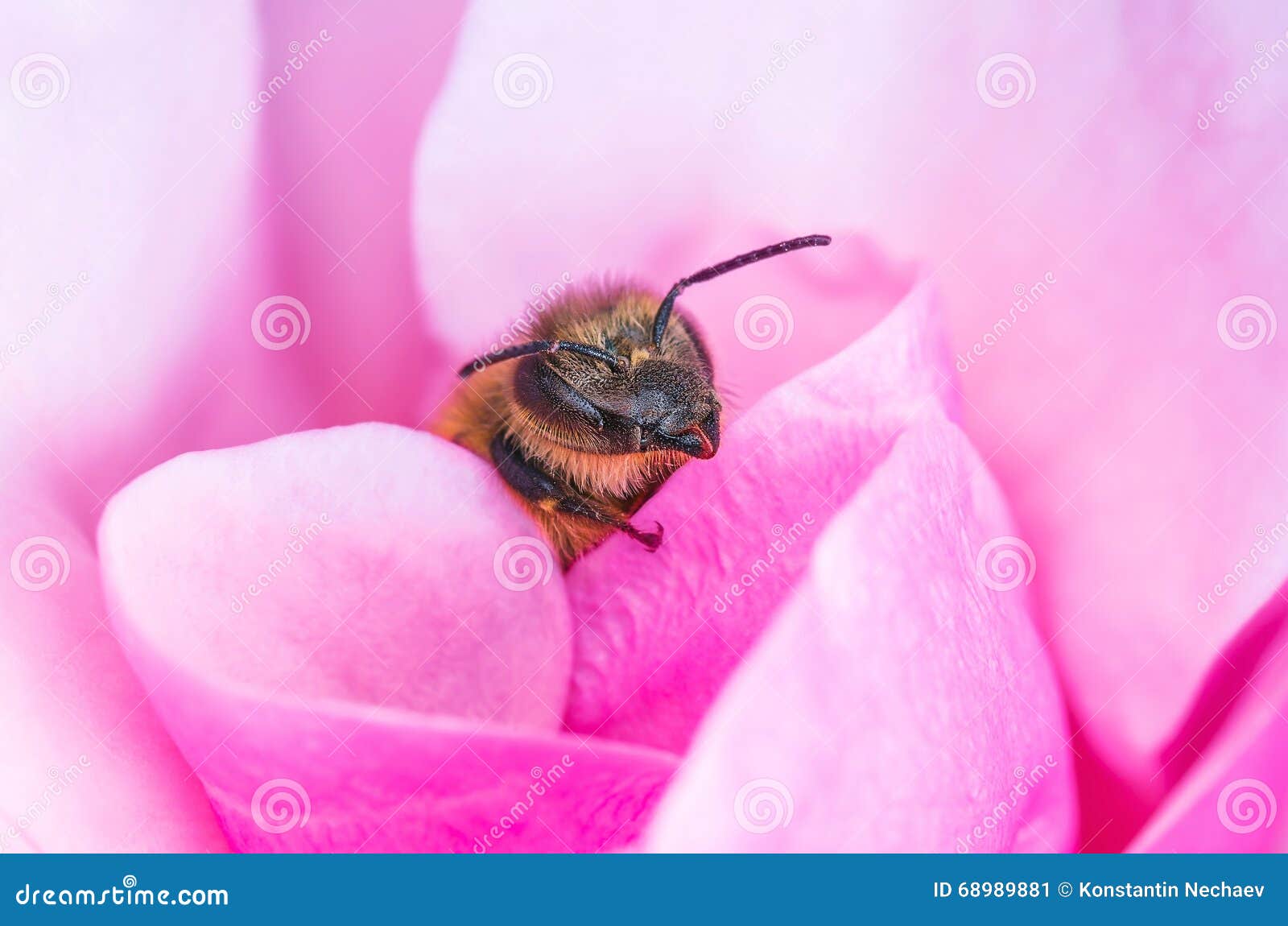 Abeja en Rose Petals imagen de archivo. Imagen de insecto - 68989881