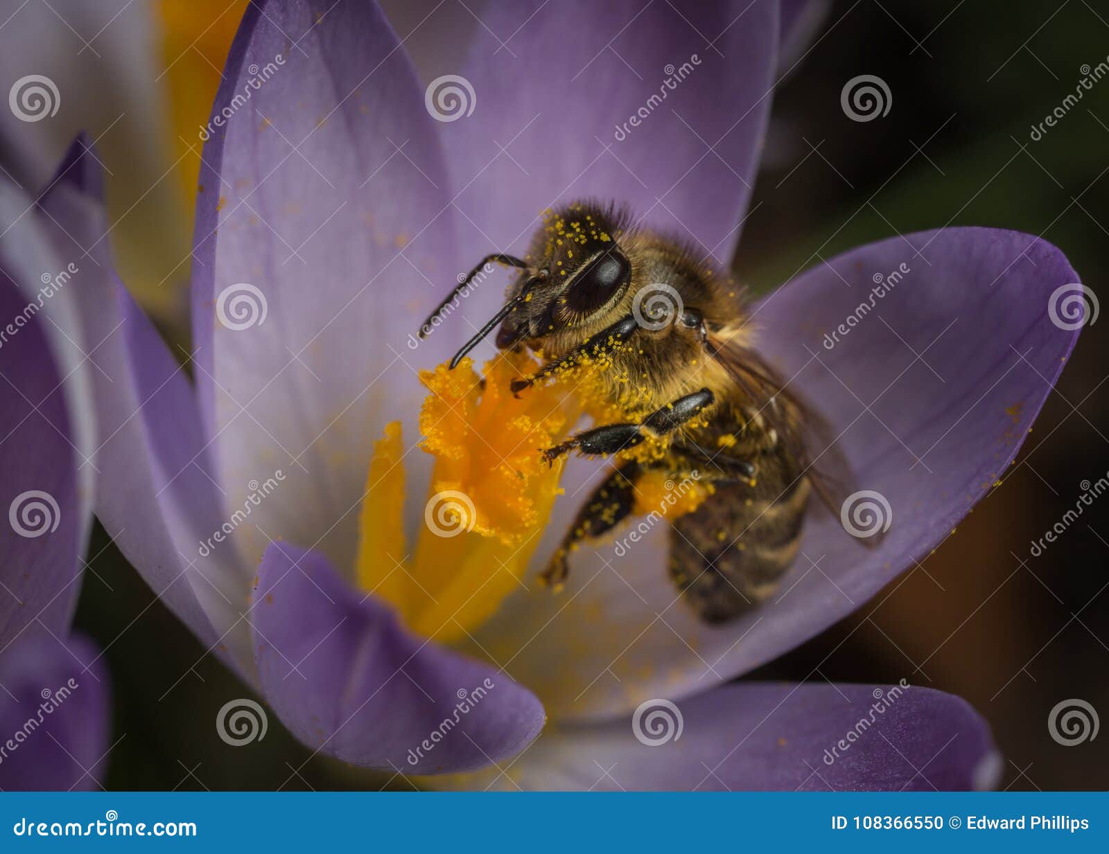 Abeja en una flor foto de archivo. Imagen de flor, abeja - 108366550