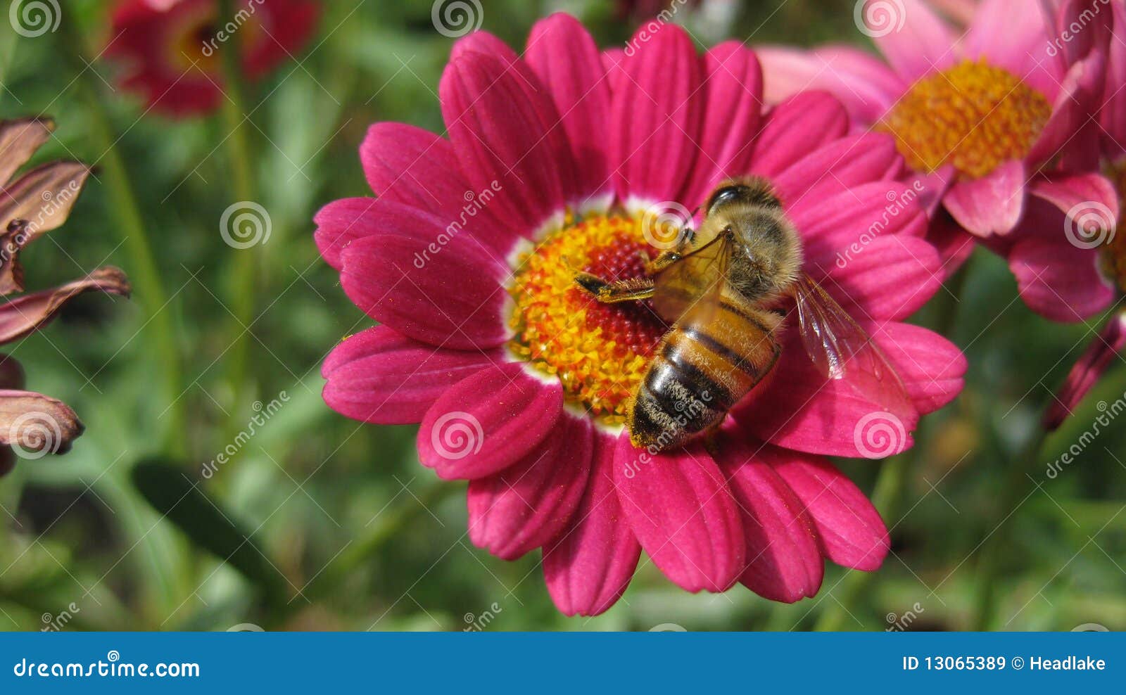 Abeja en una flor imagen de archivo. Imagen de flor, rosa - 13065389