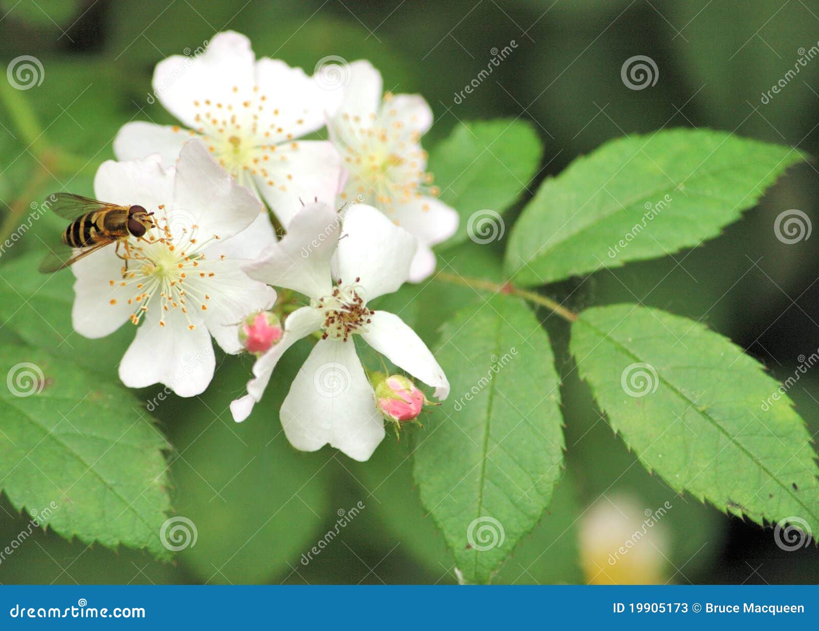 Abeja en una flor imagen de archivo. Imagen de miel, abeja - 19905173