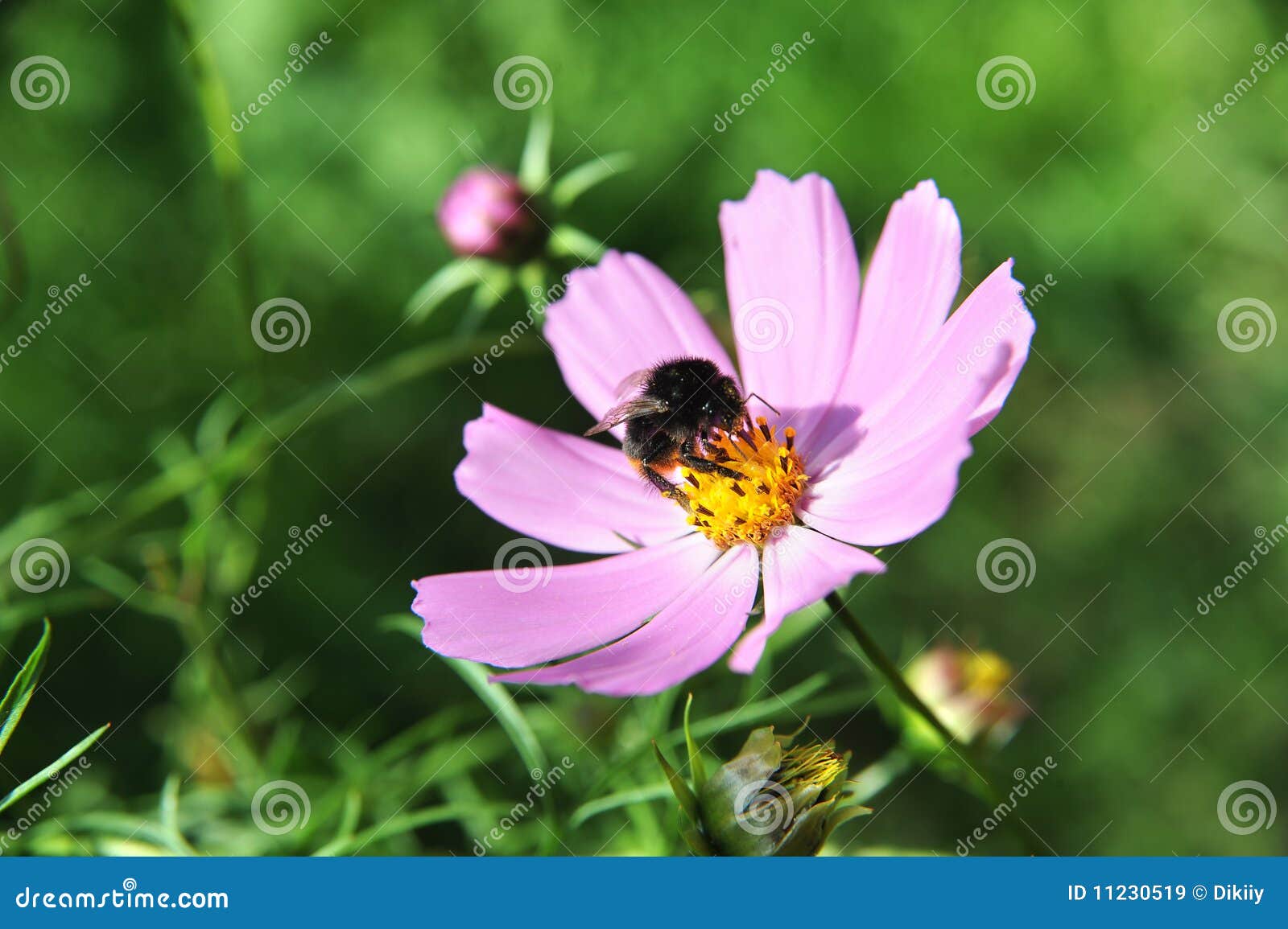 Abeja en una flor 2 imagen de archivo. Imagen de flor - 11230519