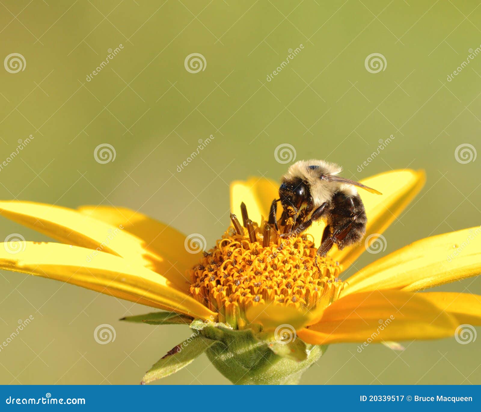 Abeja en una flor imagen de archivo. Imagen de cubo, resorte - 20339517