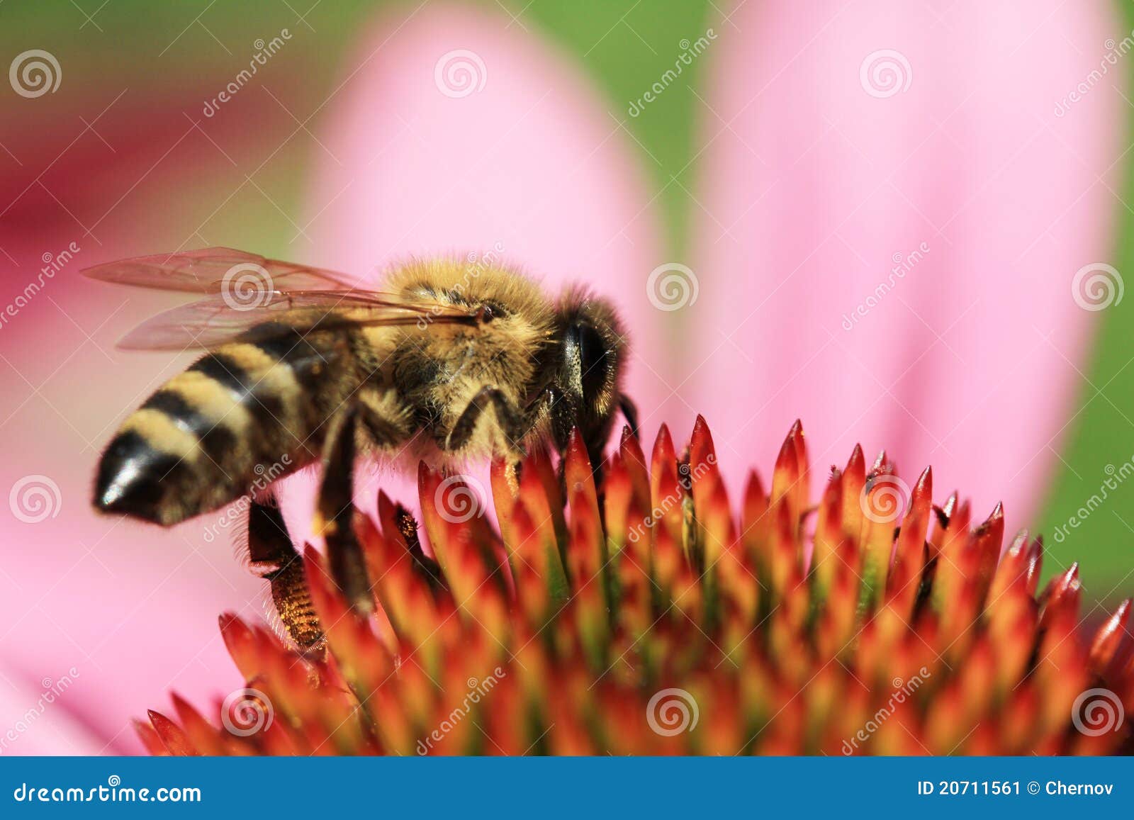 Abeja en una flor imagen de archivo. Imagen de caliente - 20711561