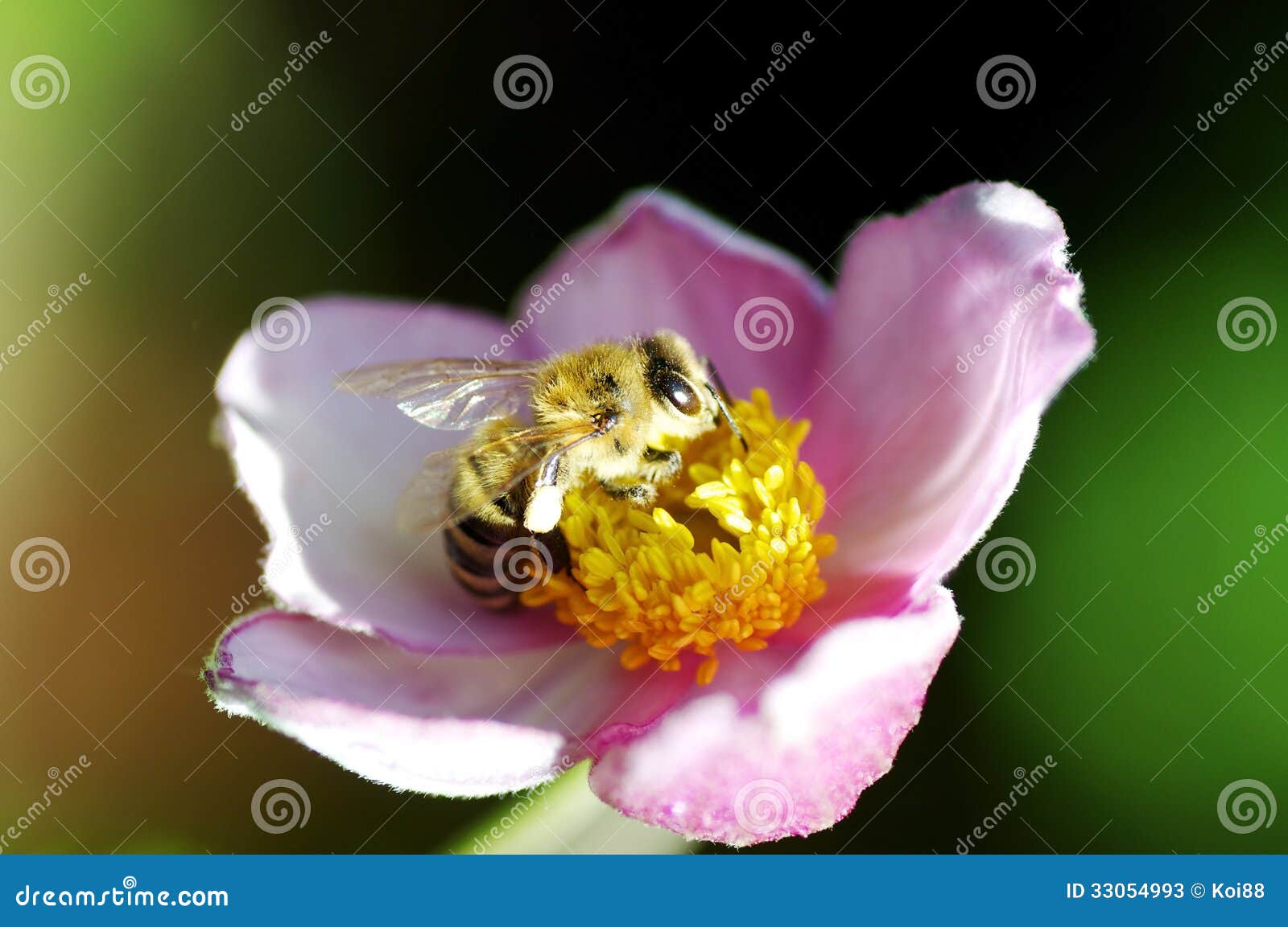 Abeja en una flor imagen de archivo. Imagen de abeja - 33054993